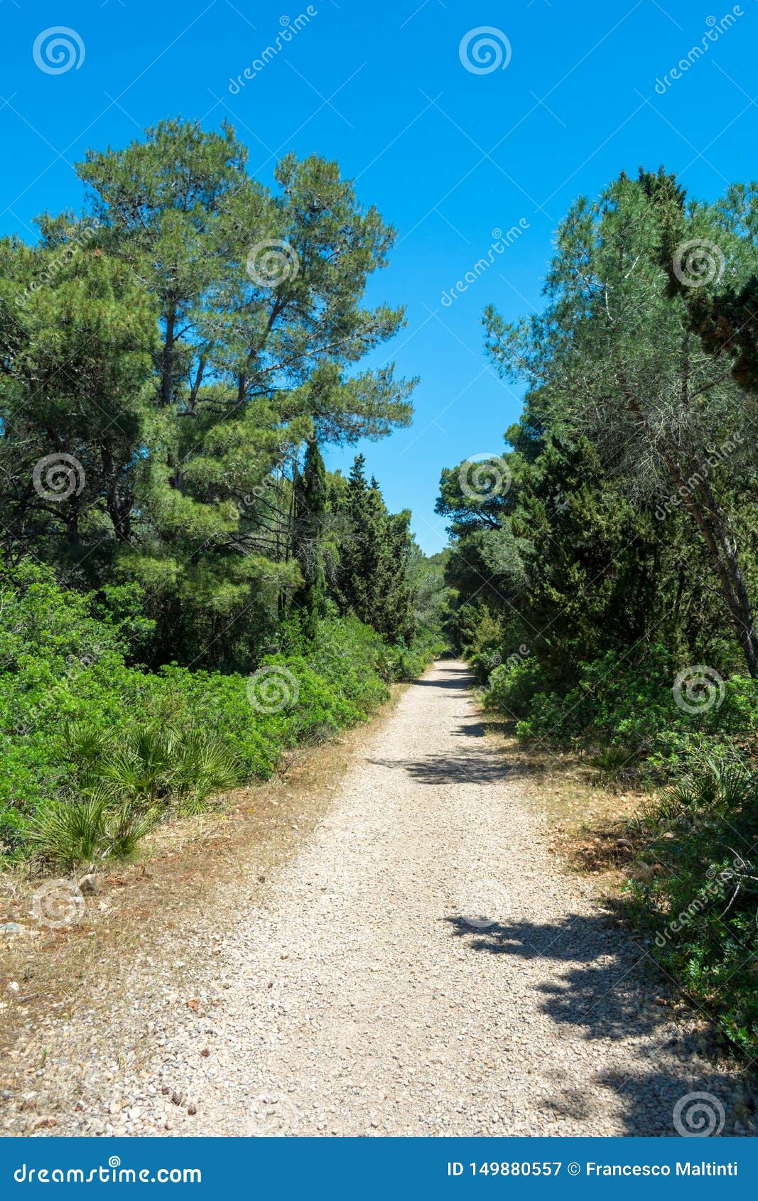 Dirt road in the woods stock image. Image of nature - 149880557