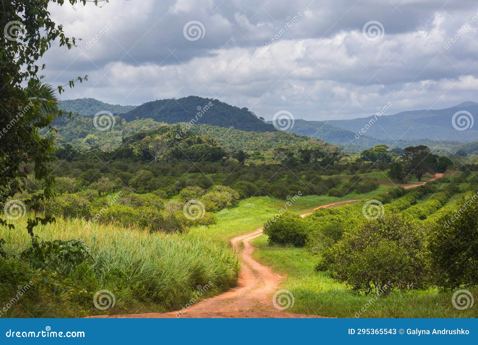 Road in Belize stock image. Image of plant, fence, country - 295365543