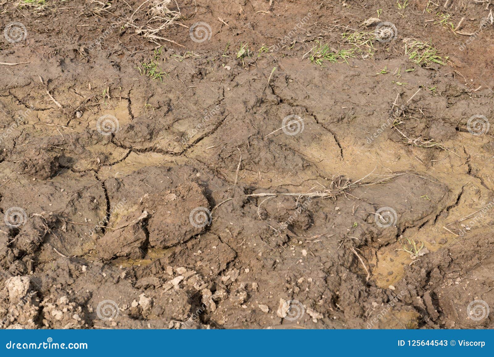 Mud on field stock image. Image of detail, conservation - 125644543