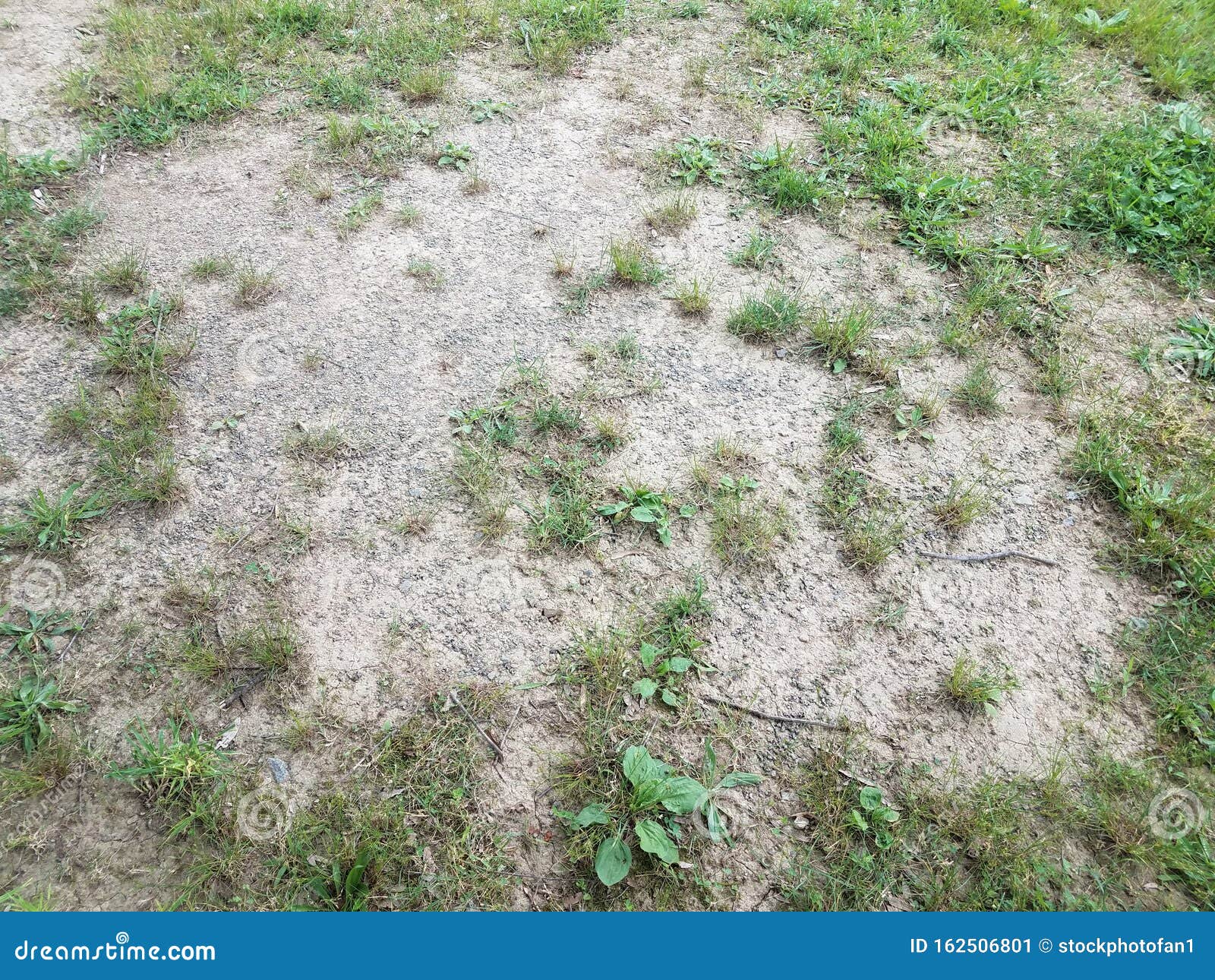 Dirt or Soil Patches in Green Grass Lawn Stock Image - Image of dirt ...