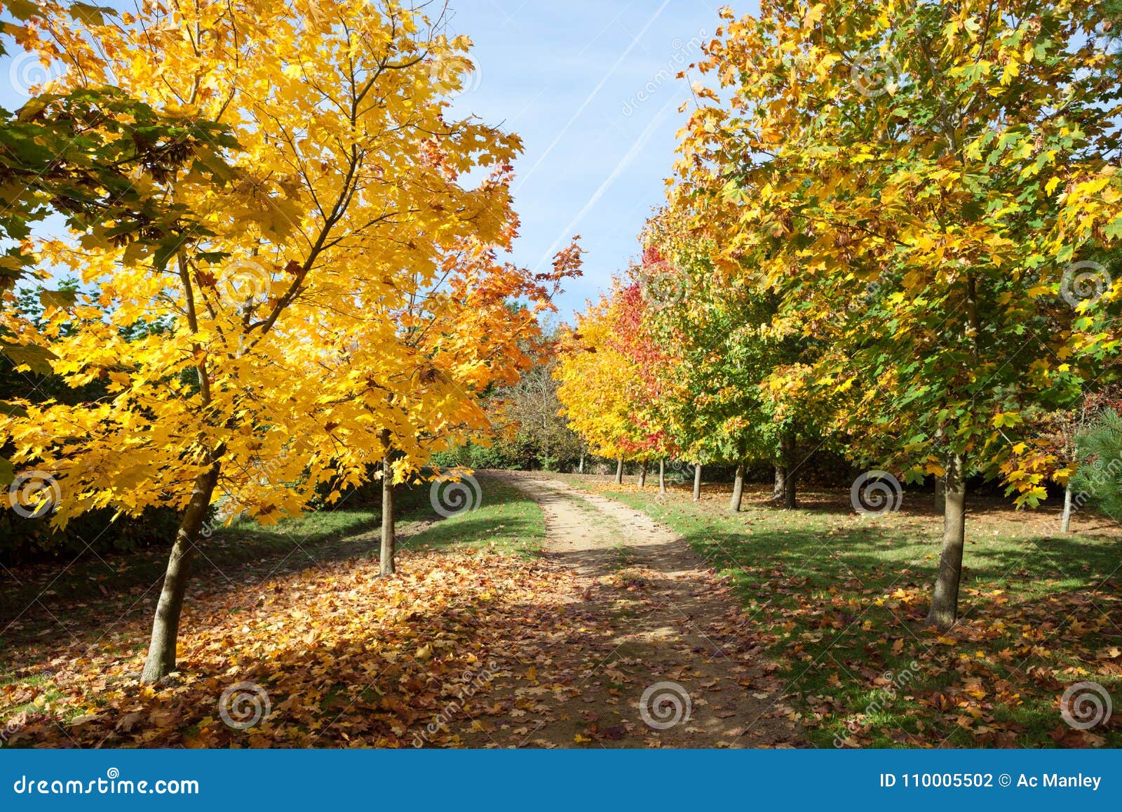 Path through Autumnal Trees. Stock Photo - Image of godalming ...