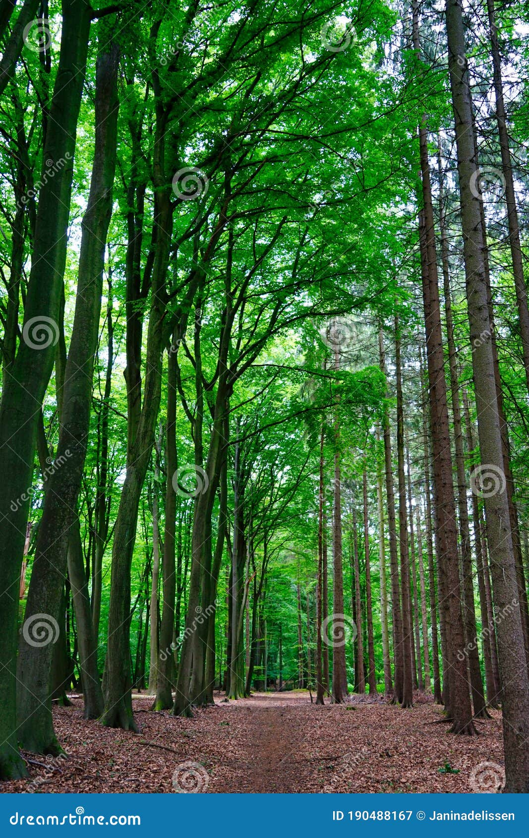 Dirt track in the forest stock image. Image of dirt - 190488167
