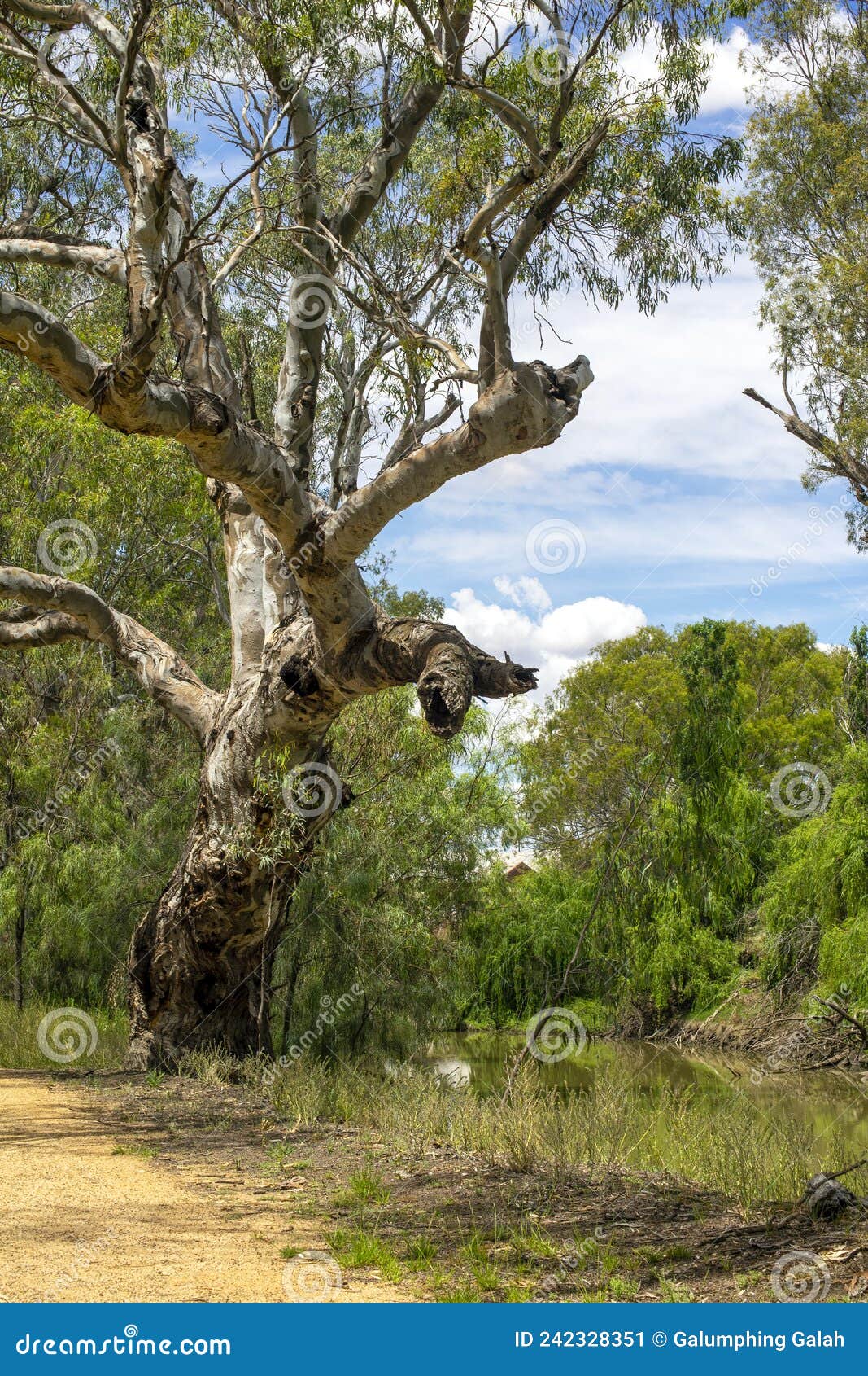A Dirt Track with Gnarled Eucalyptus Tree beside the Lachlan River ...