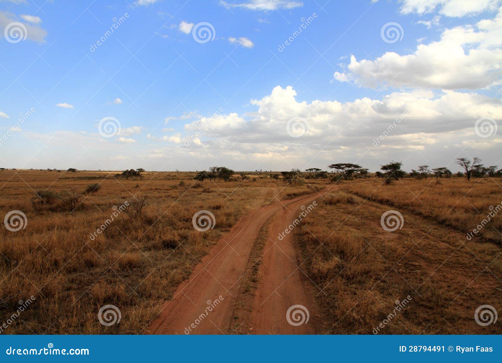 Dirt Track Road in Serengeti Stock Image - Image of green, grassland ...