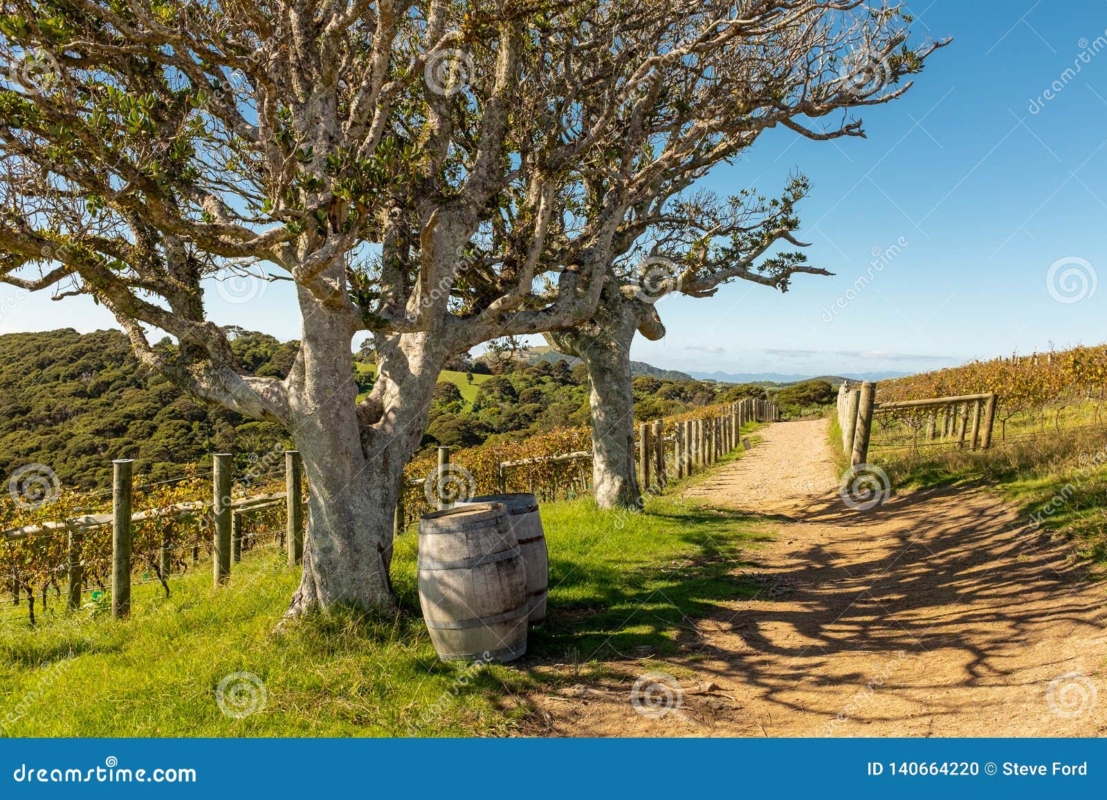 A Dirt Track Runs through a Vineyard with Rows of Vines on Each Side ...