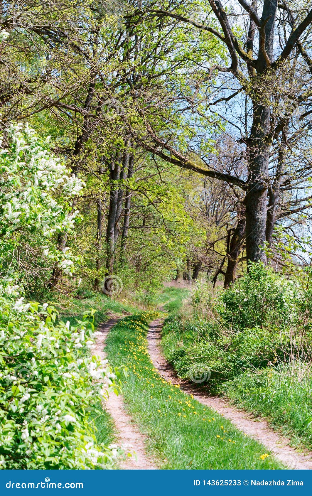 Dirt Track in the Spring Forest, Forest Trail Stock Image - Image of ...