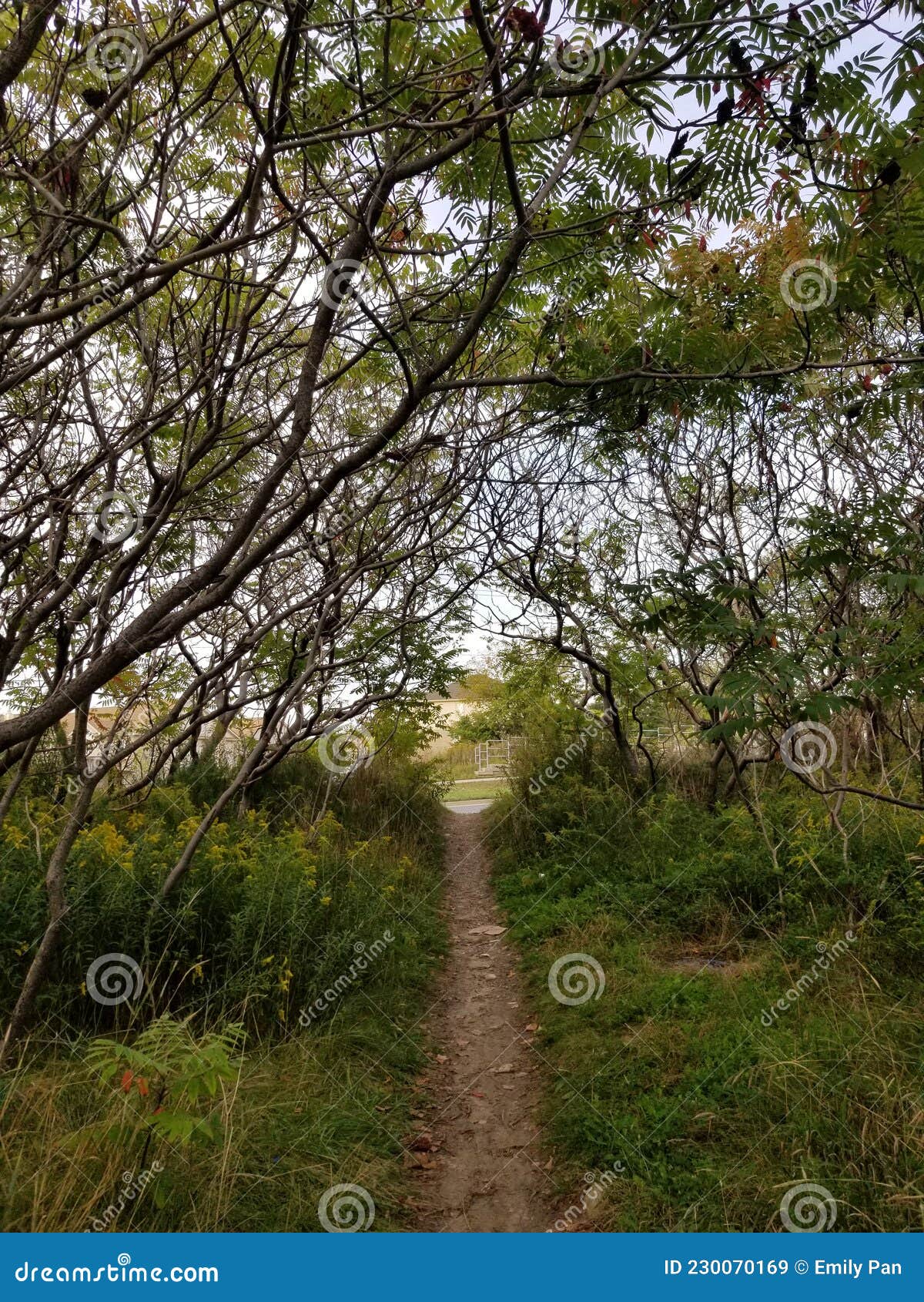 Dirt Trail Going Up stock image. Image of grass, flower - 230070169