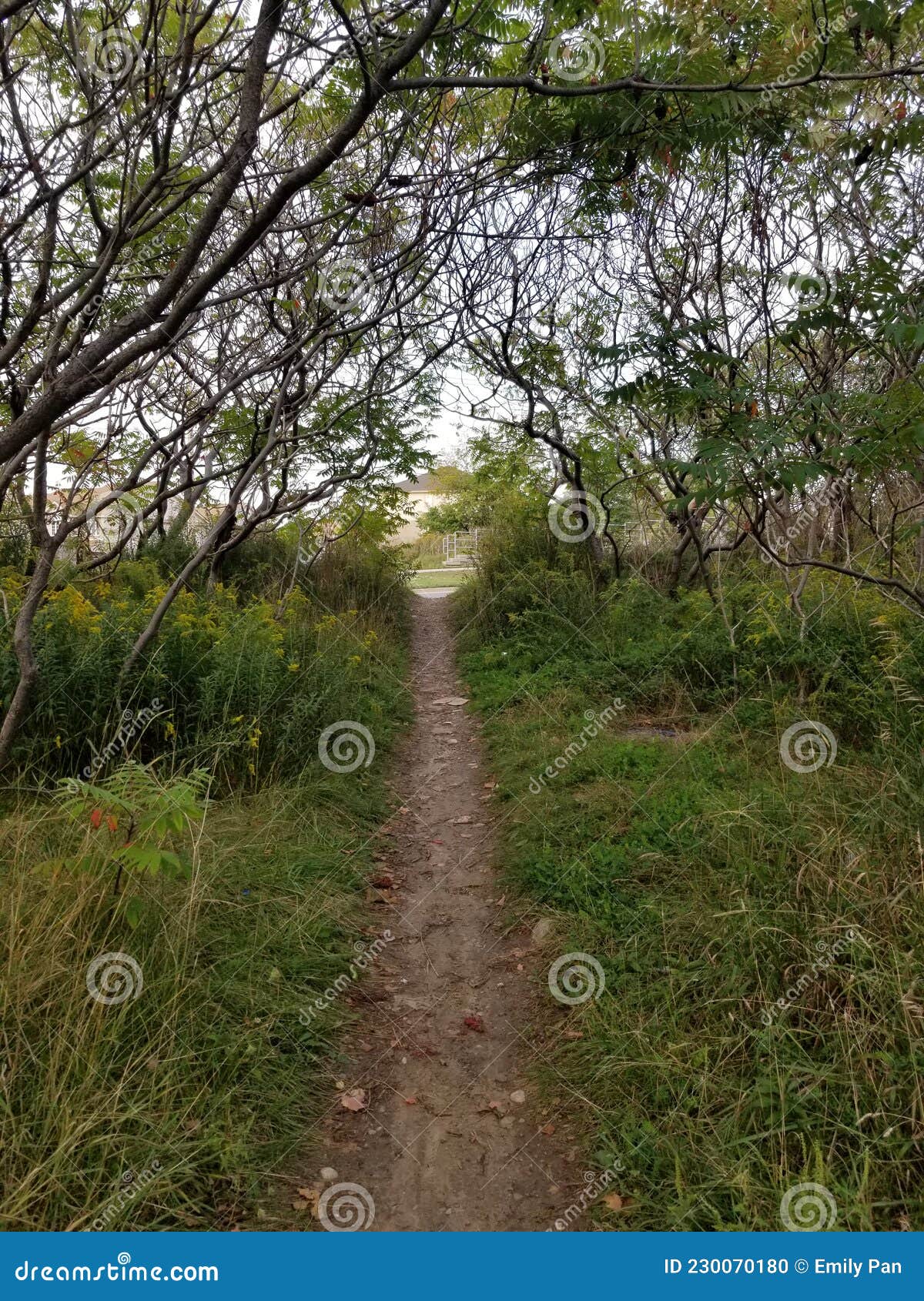 Dirt Trail Going Up stock photo. Image of sunlight, vegetation - 230070180