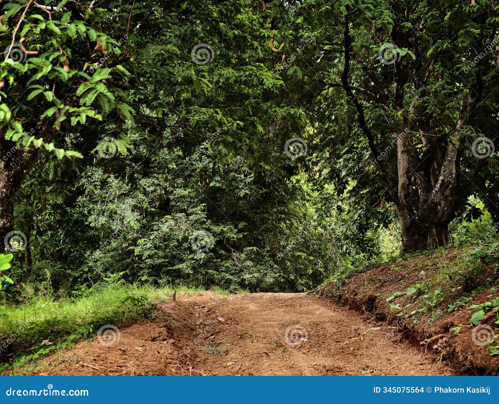 Dirt Trail Through Dense Forest Royalty-Free Stock Image ...
