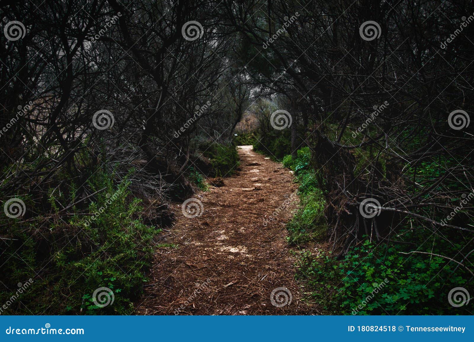 Dirt Trail Leading a Path through a Dark and Scary Forest Stock Photo ...