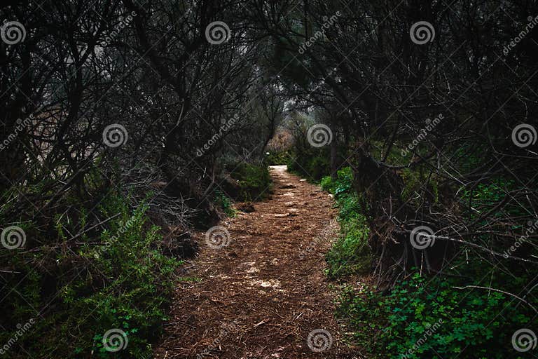 Dirt Trail Leading a Path through a Dark and Scary Forest Stock Photo ...