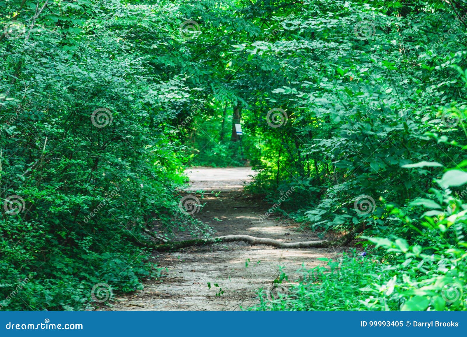 Trail through Summer Forest Stock Image - Image of dirt, woods: 99993405