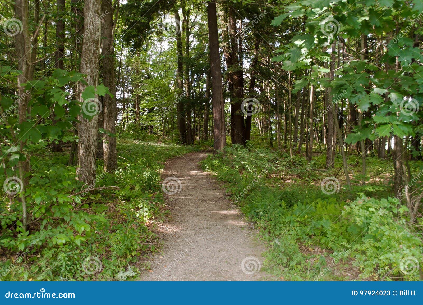 A Dirt Trail into the Woods Stock Image - Image of hiking, foliage ...