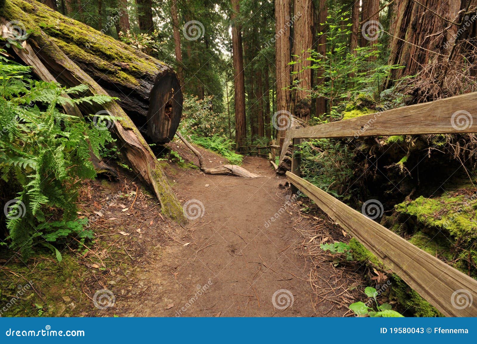 Dirt Trail through the Woods with Bushes Stock Image - Image of ...