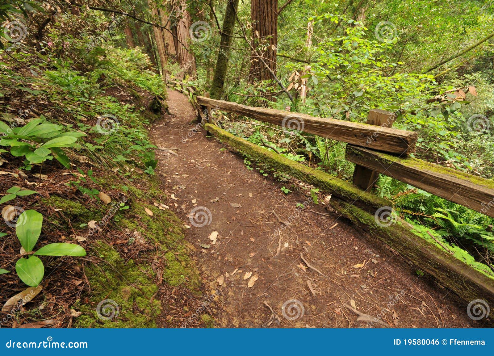 Dirt Trail through the Woods with Bushes Stock Photo - Image of ...