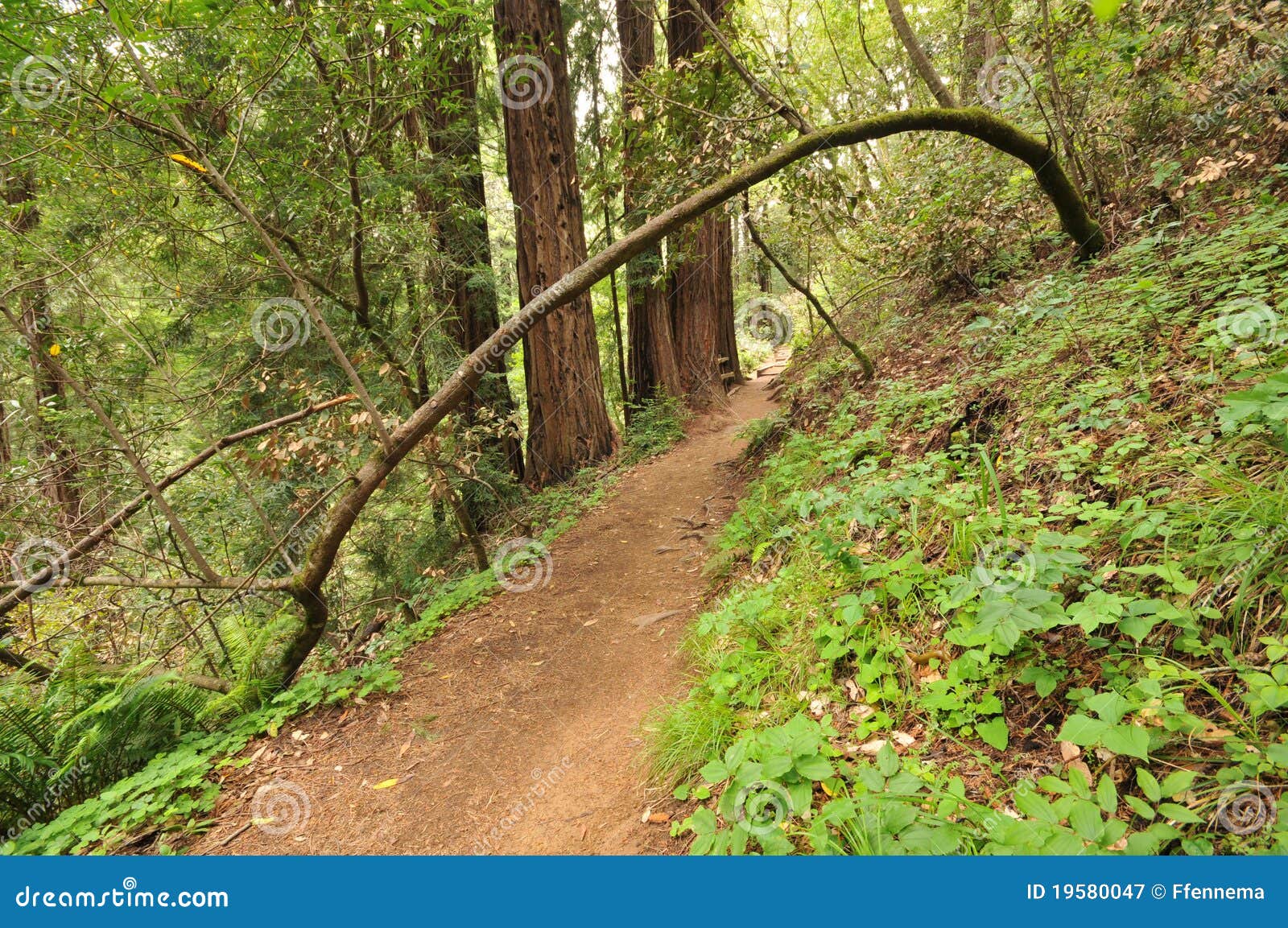 Dirt Trail through the Woods with Bushes Stock Image - Image of path ...