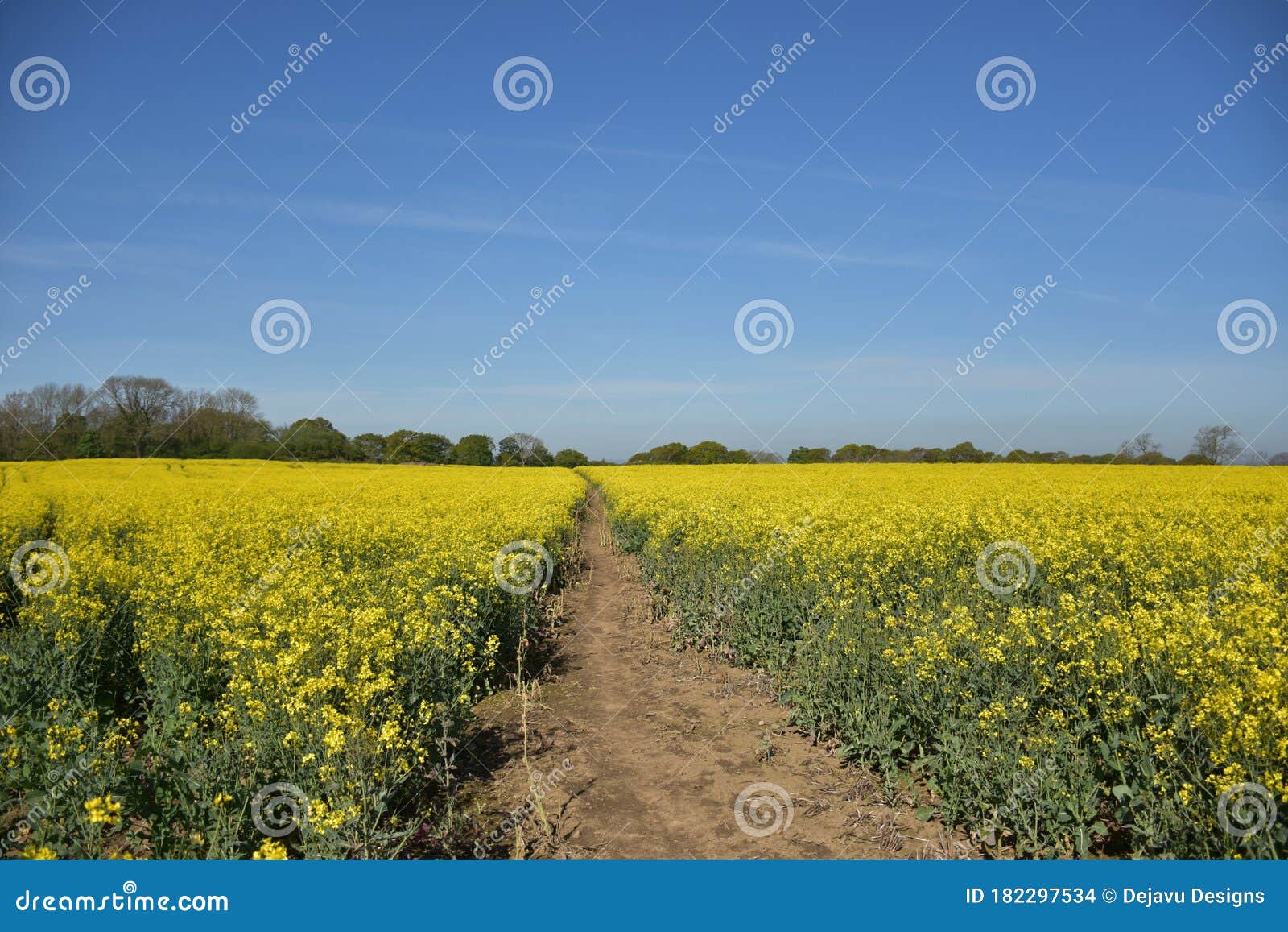 Dirt Trek through a Field of Flowering Seed Stock Photo - Image of ...
