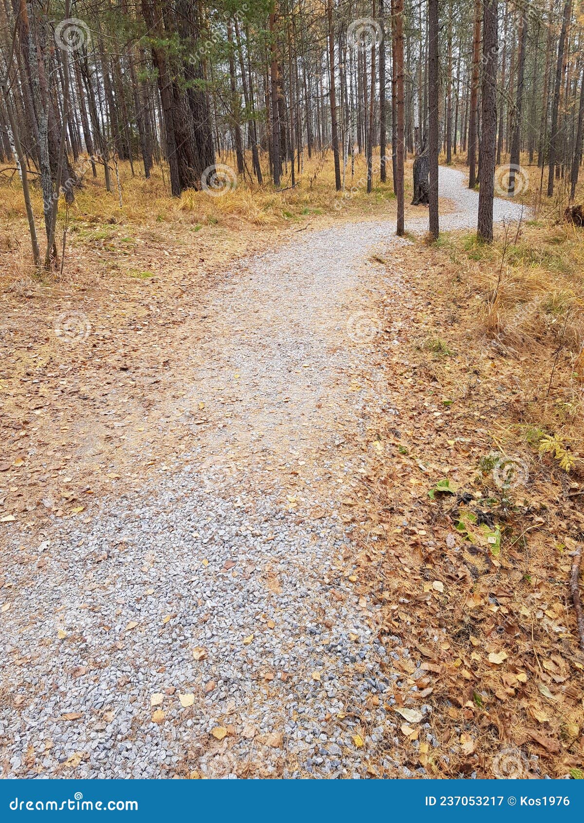 Dirt Footpath in the Forest Stock Image - Image of bright, adventure ...
