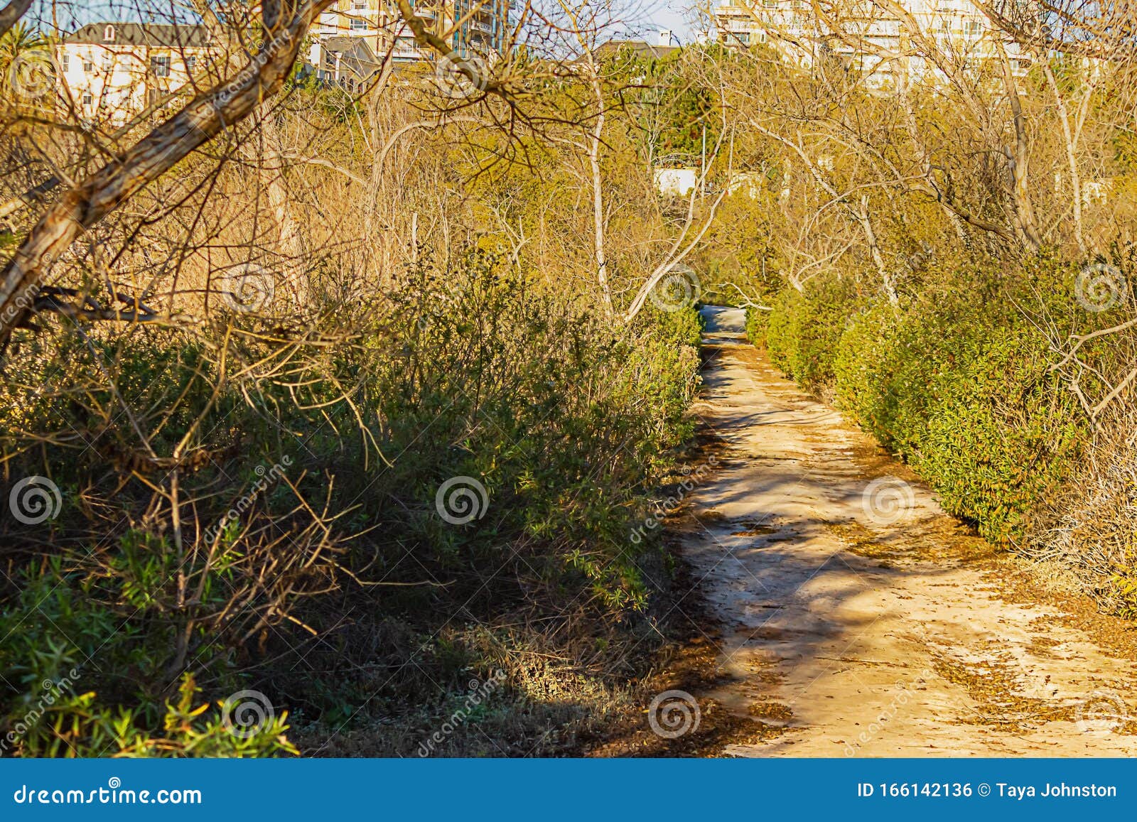 Dirt Walking Path with Long Stripes of Shadows from Trees and Shrubbery ...