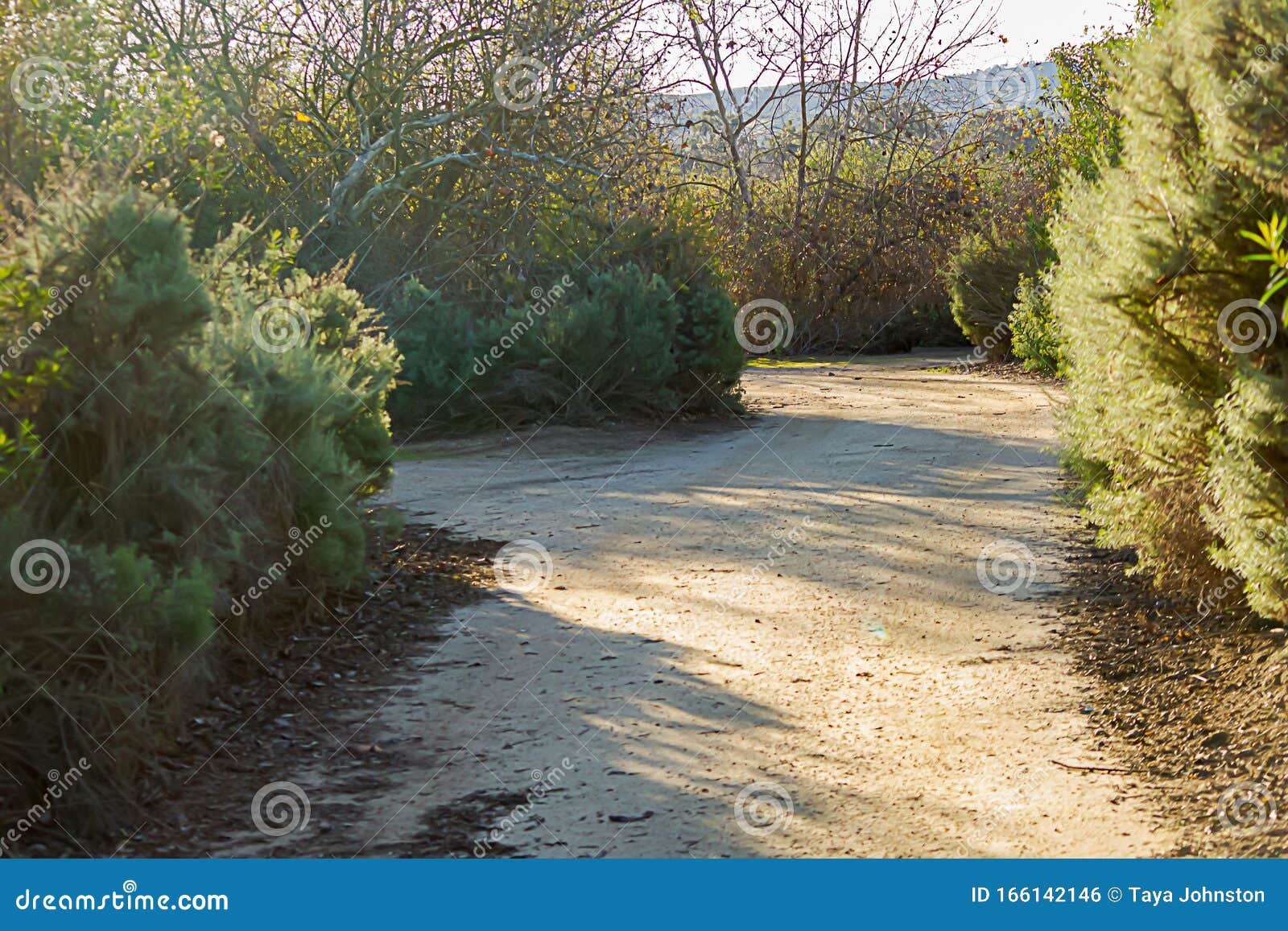 Dirt Walking Path with Long Stripes of Shadows from Trees and Shrubbery ...
