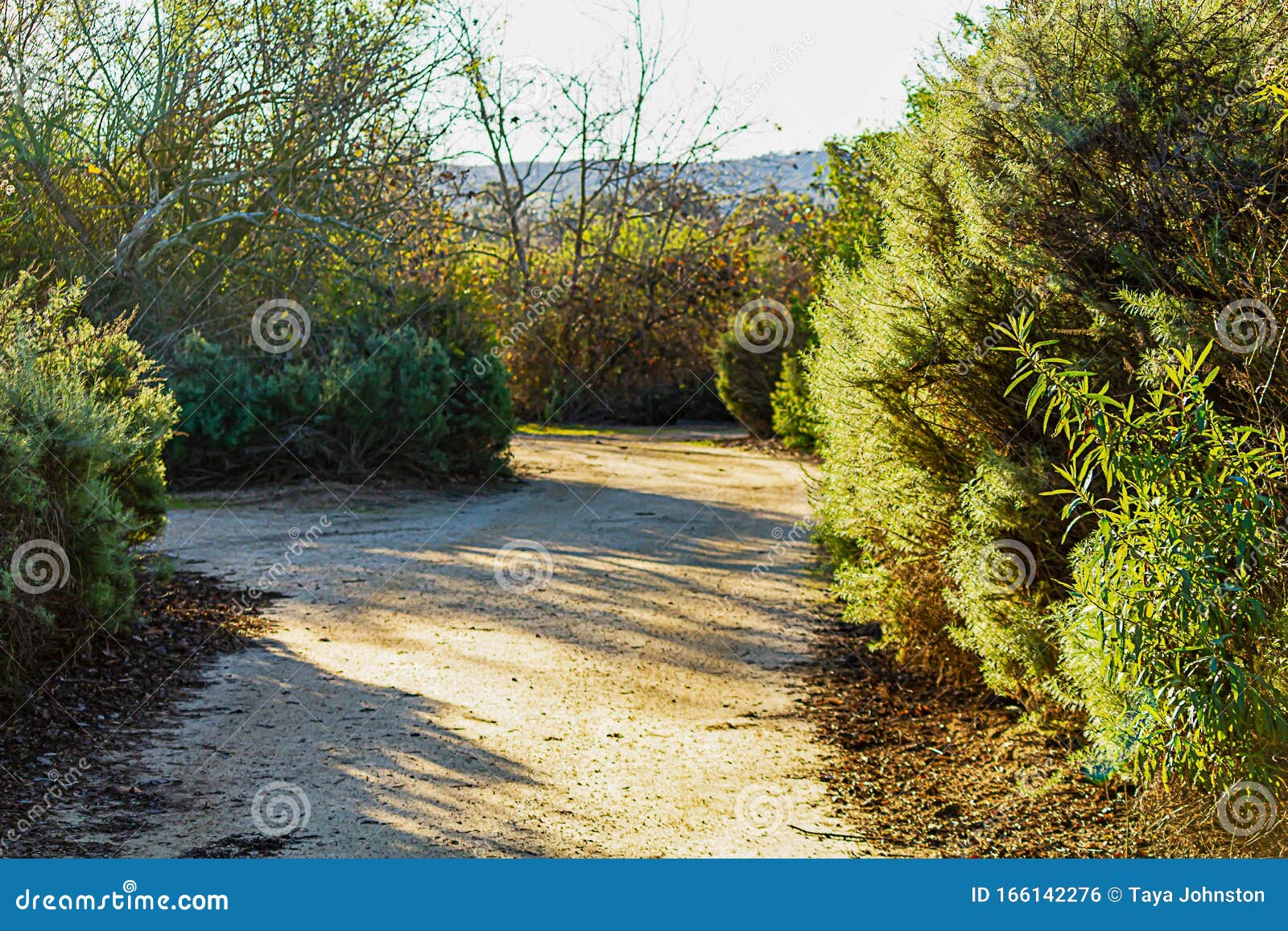 Dirt Walking Path with Long Stripes of Shadows from Trees and Shrubbery ...