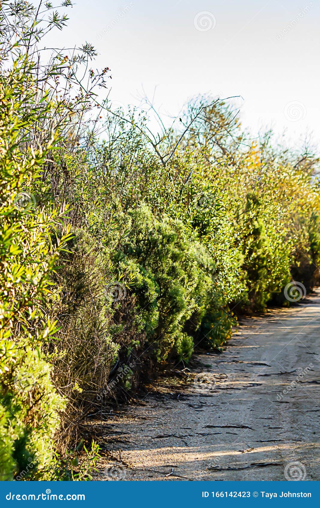 Dirt Walking Path with Long Stripes of Shadows from Trees and Shrubbery ...