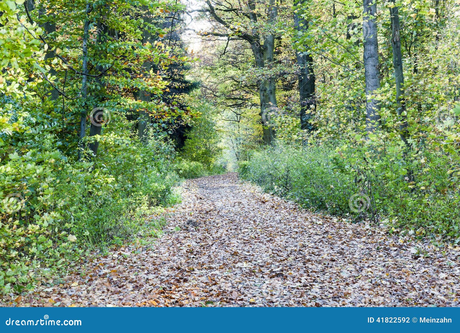 Dirt Way in the Mixed Oak Forest Stock Photo - Image of landscape, road ...