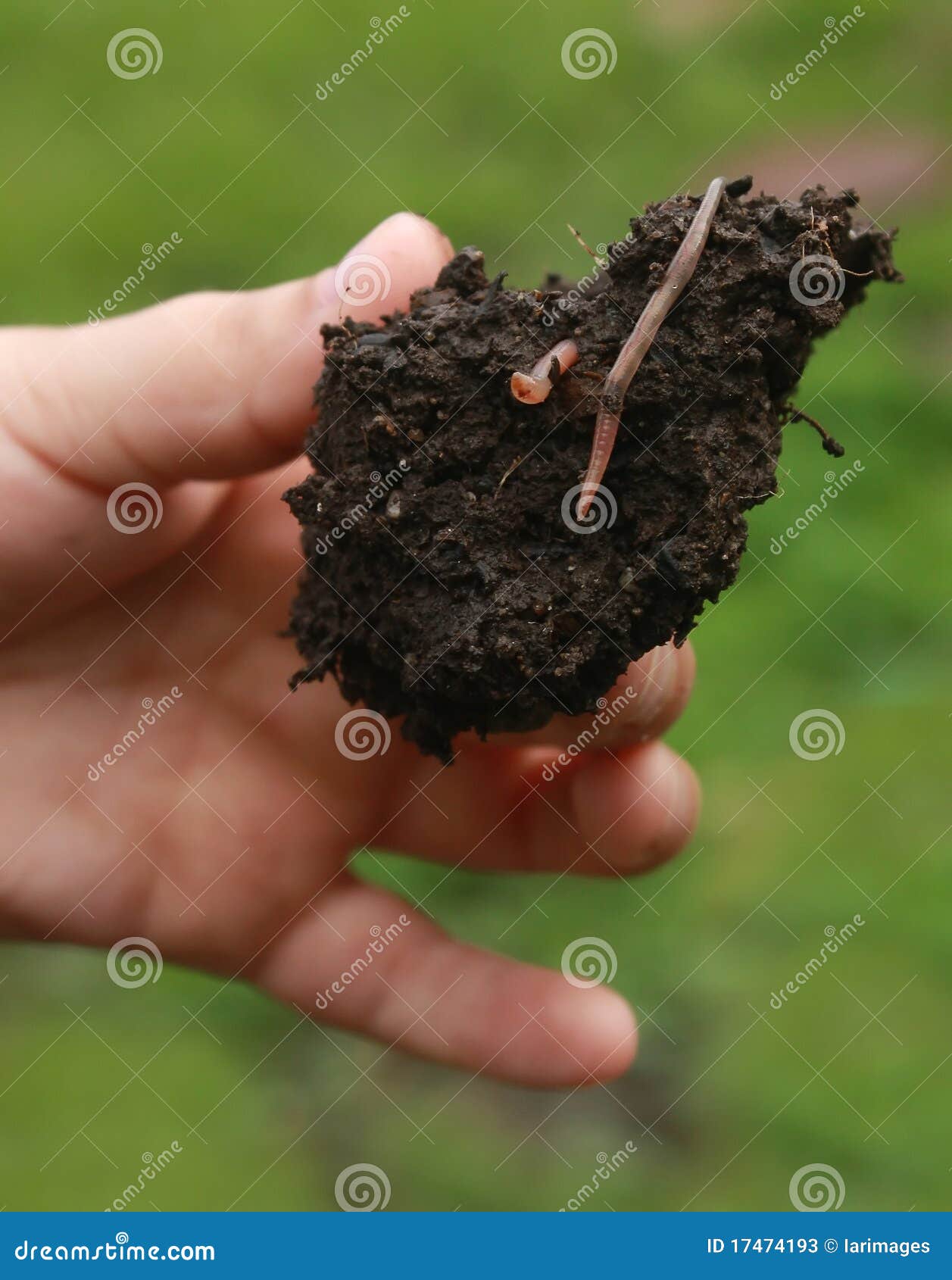 Dirt and worms stock image. Image of insect, outdoors - 17474193
