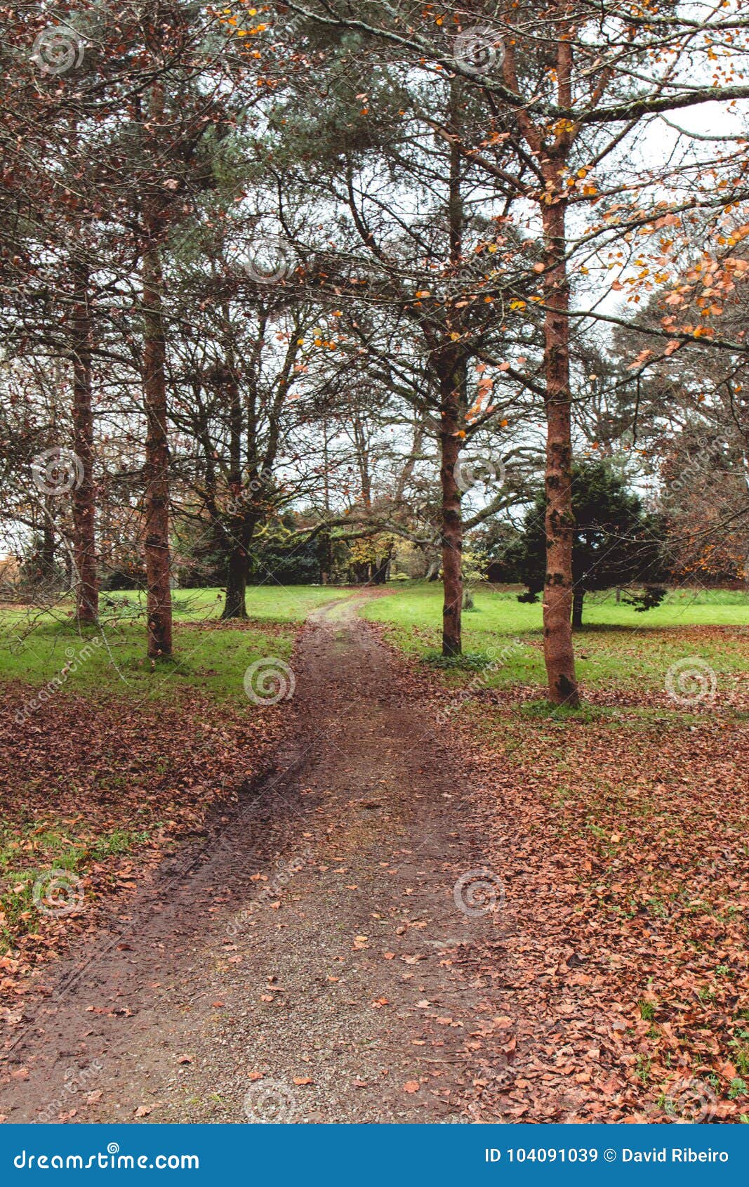 Dirth path in the forest stock image. Image of brown - 104091039