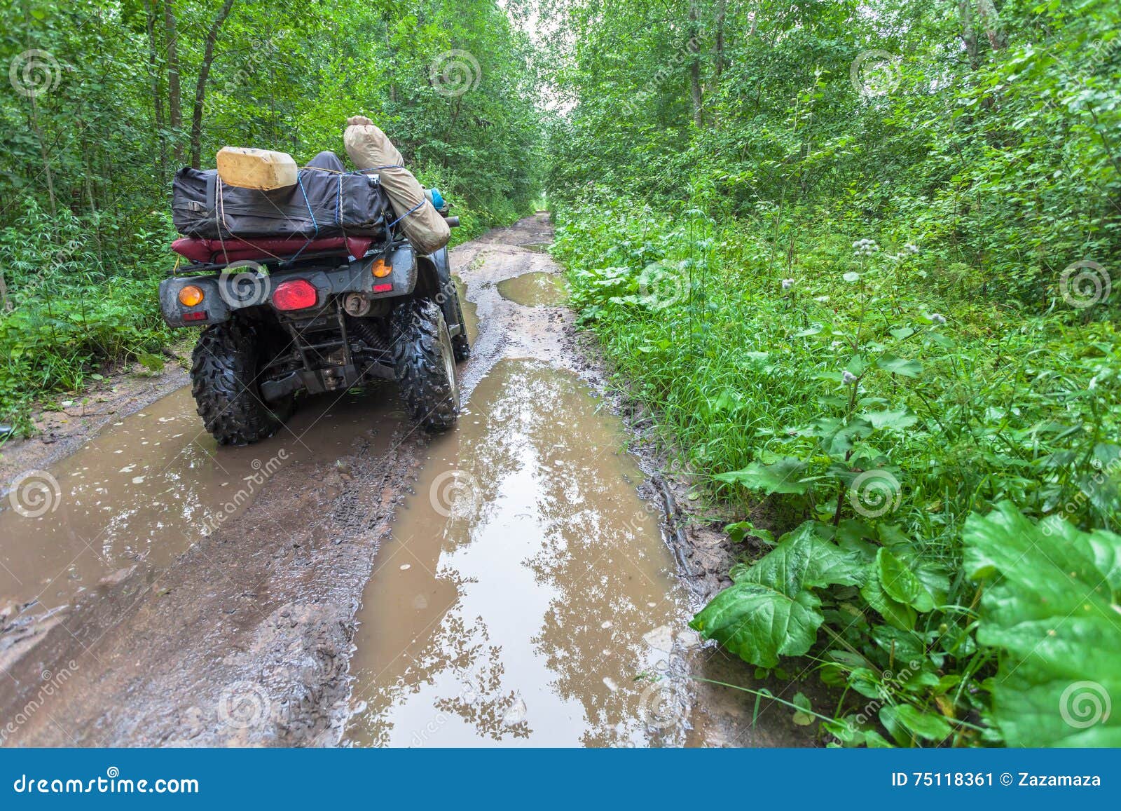 Deep Wet Muddy Ruts In The Forest Caused By Forestry Machinery. Royalty ...
