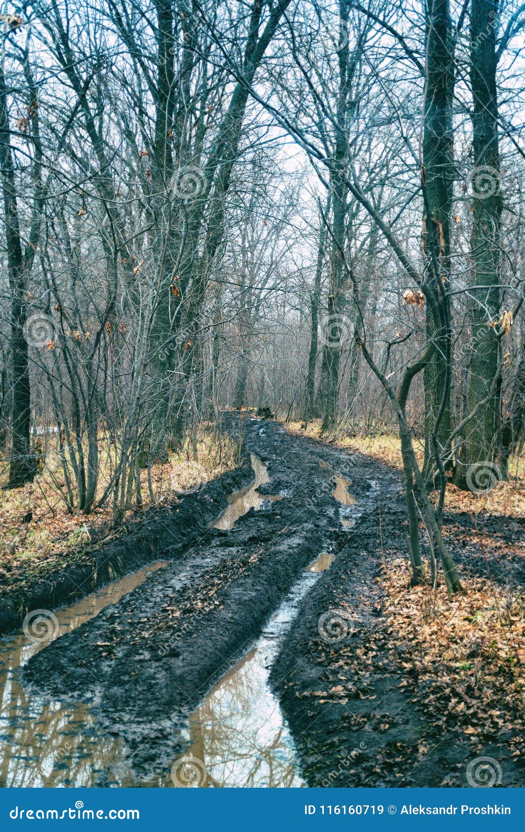Dirty Autumn Road in a Forest Stock Image - Image of extreme, forestry ...
