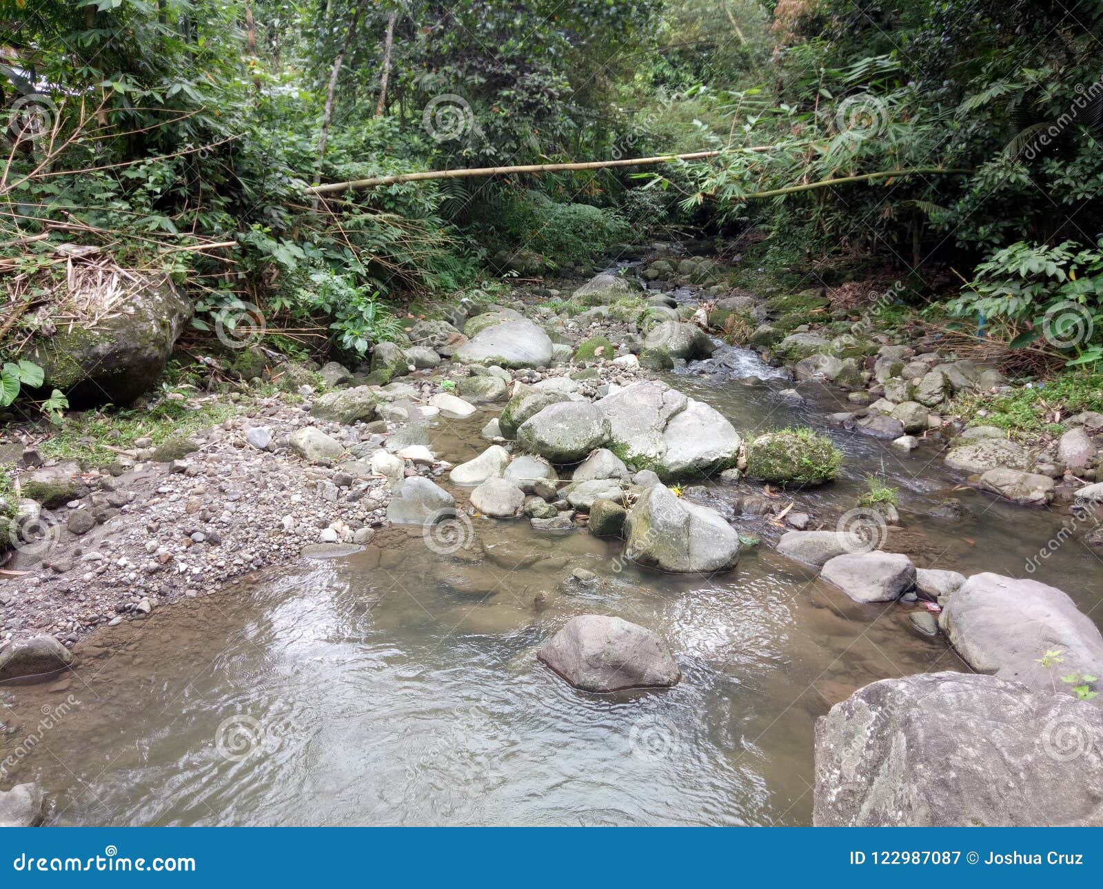 The Riverbank stock image. Image of beautiful, innerforest - 122987087