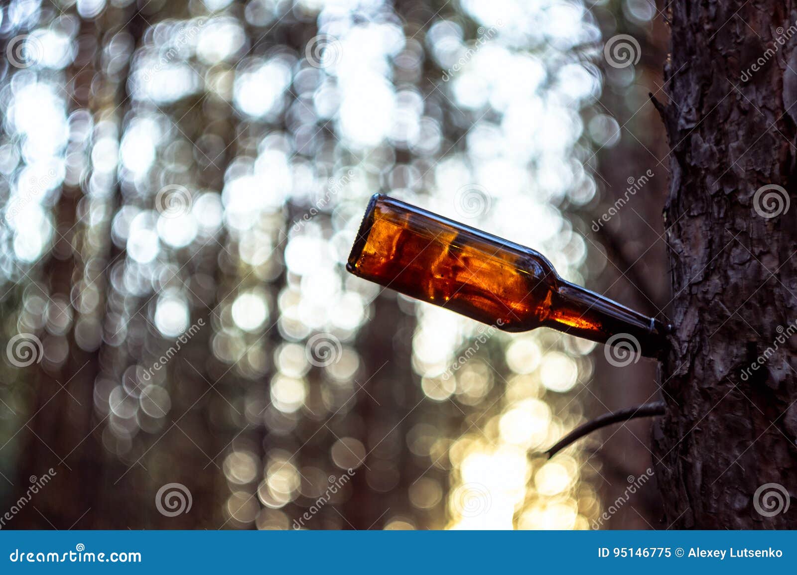 Dirty Beer Bottle Hanging on a Tree Branch Stock Image - Image of ...