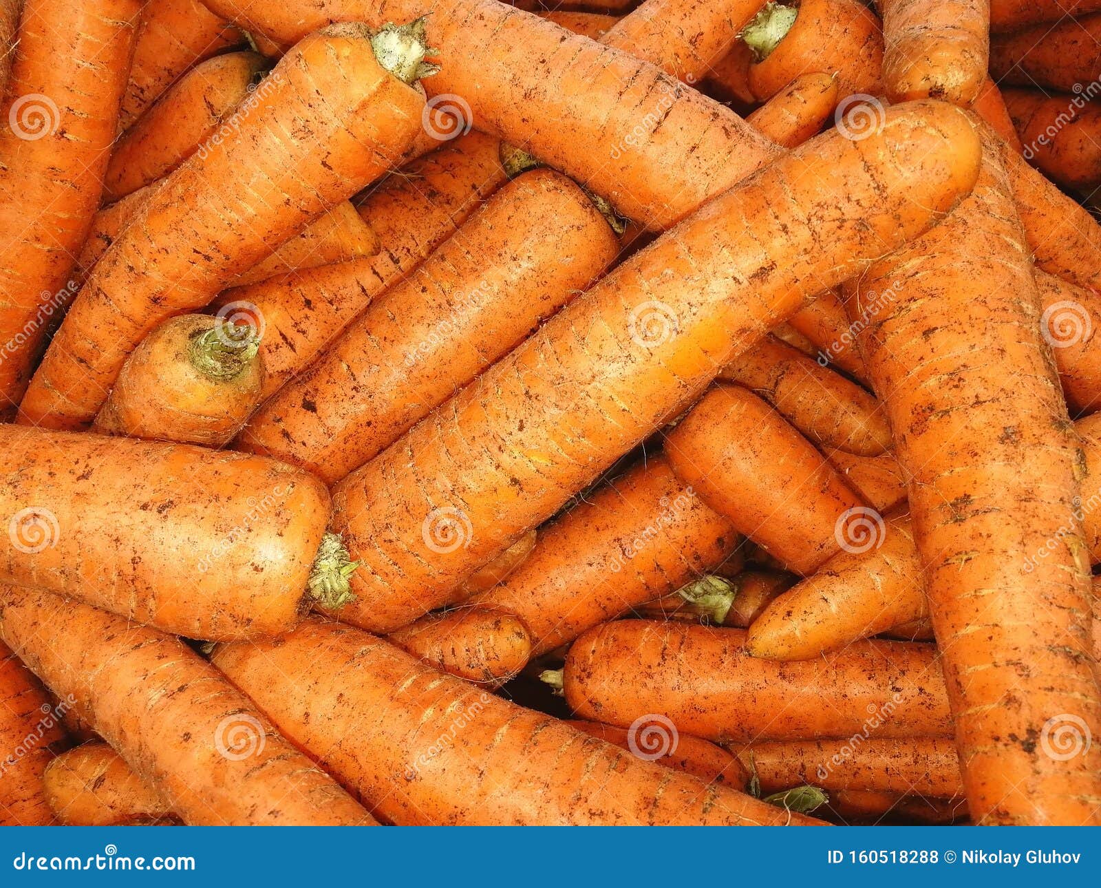 Dirty Big Carrots in the Store. Stock Photo - Image of vegetarian ...