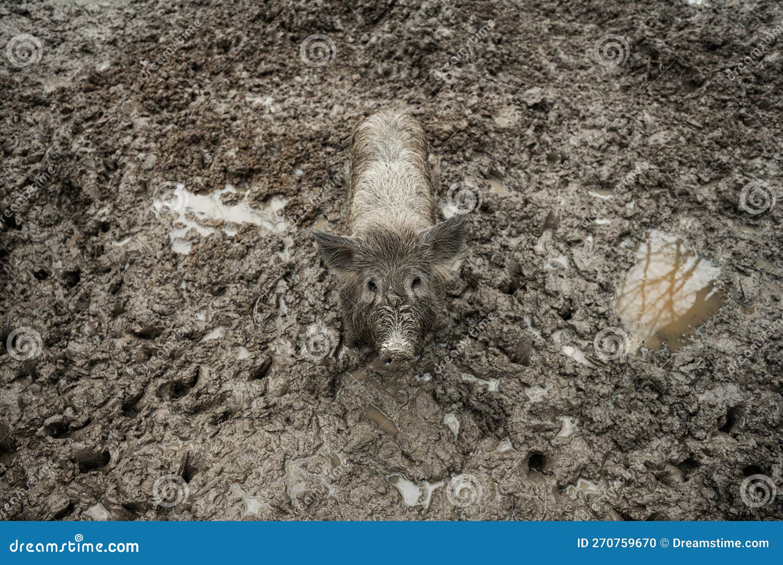 Dirty Boar Wild Pig in the Mud Stock Photo - Image of warthog, swine ...