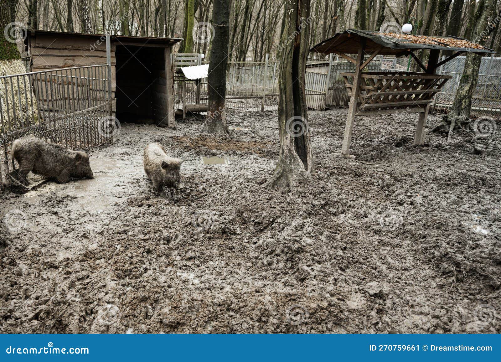 Dirty Boar Wild Pigs in the Mud Stock Image - Image of portrait, ears ...