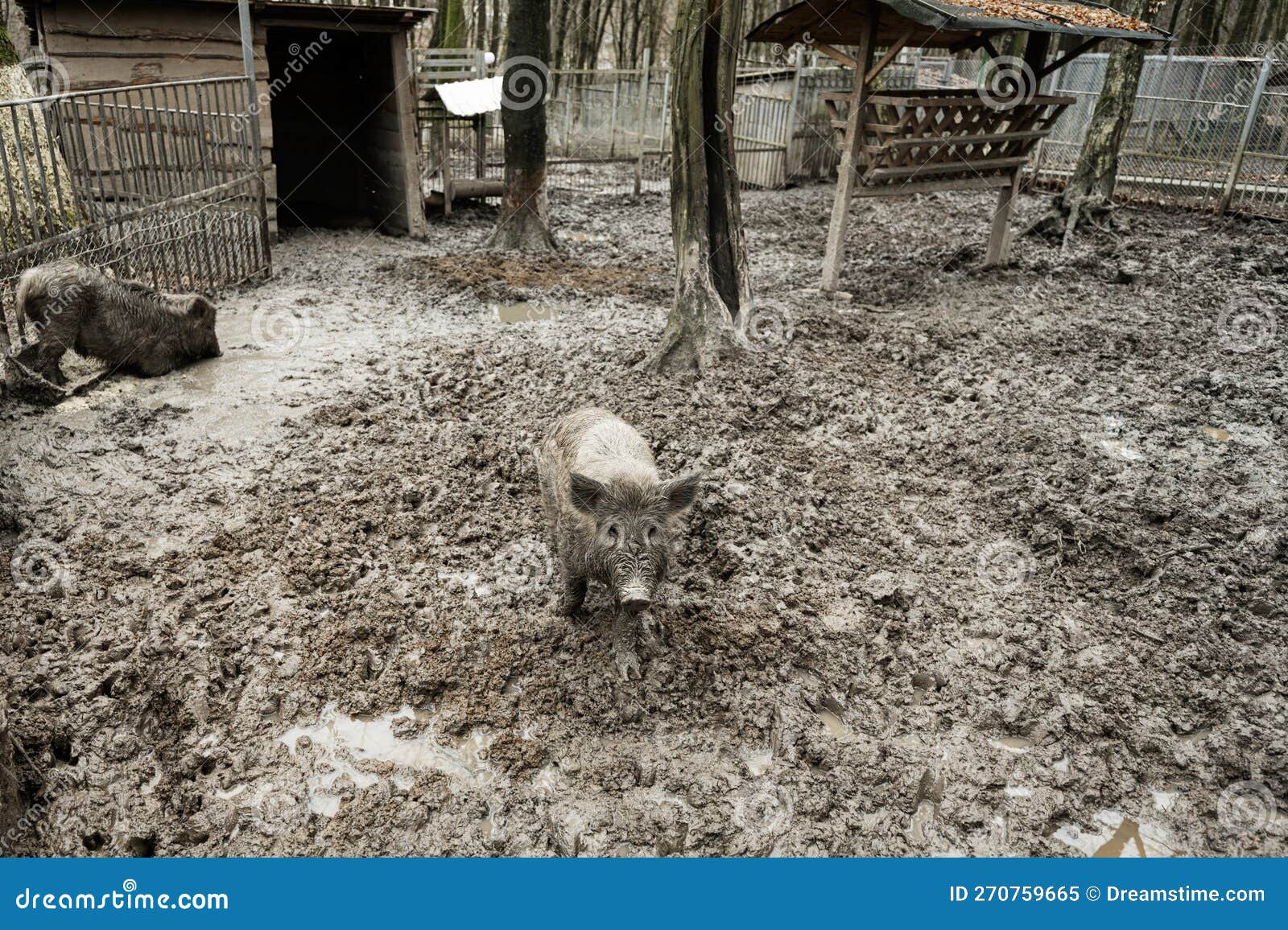 Dirty Boar Wild Pigs in the Mud Stock Image - Image of winter, creature ...