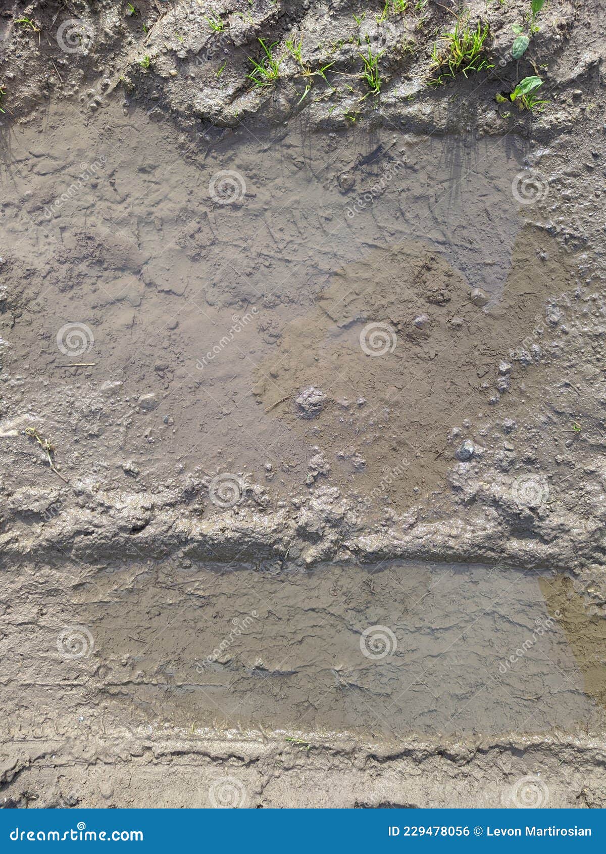 Dirty Brown Puddle in Nature during the Day. Stock Photo - Image of ...