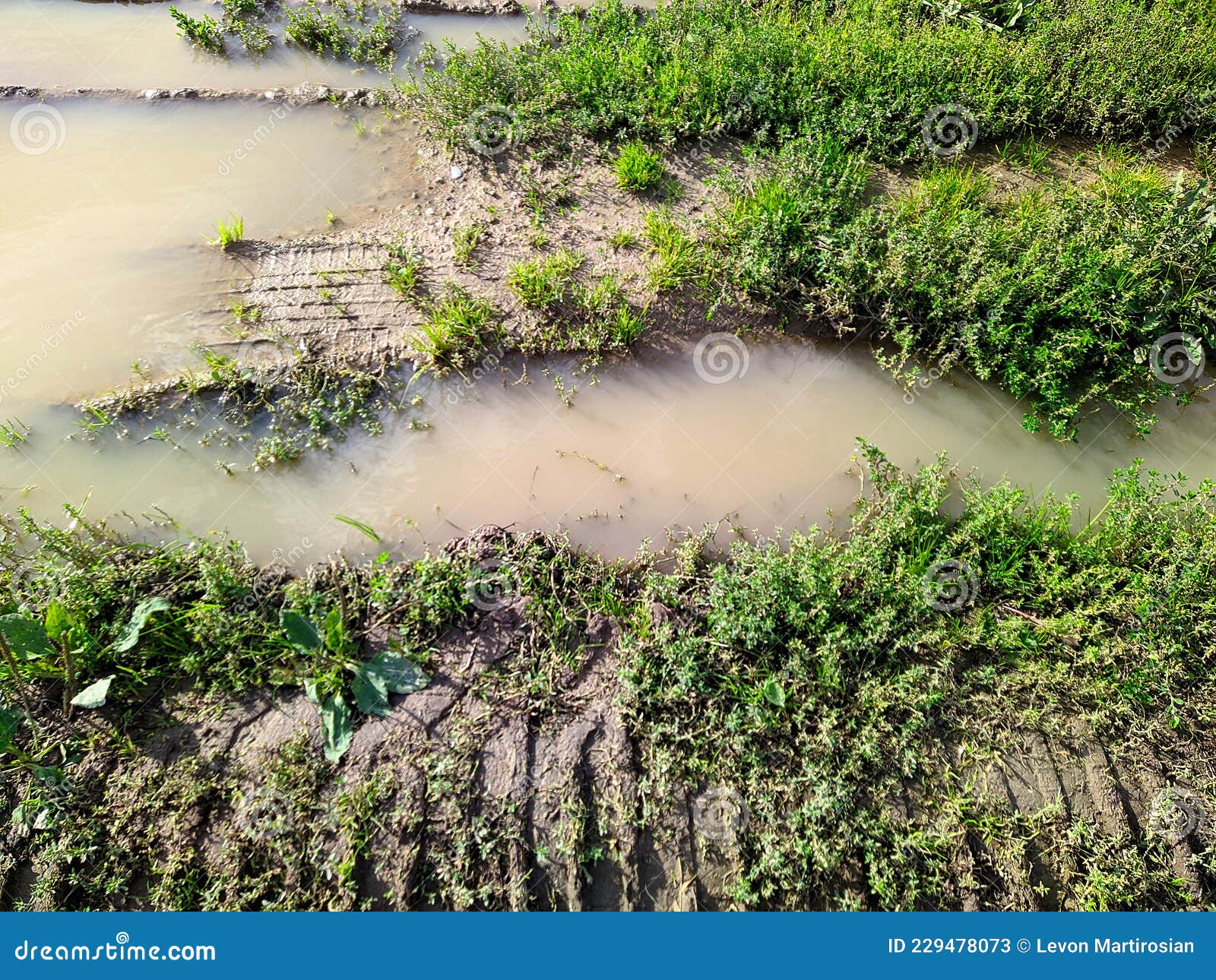 Dirty Brown Puddle in Nature during the Day. Stock Image - Image of ...
