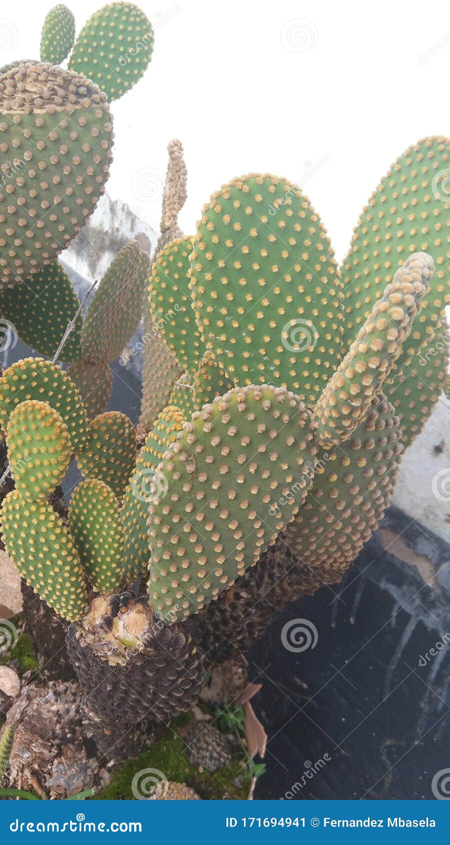 Dirty Cacti in a Broken Pot with Algae Stock Image - Image of dirty ...