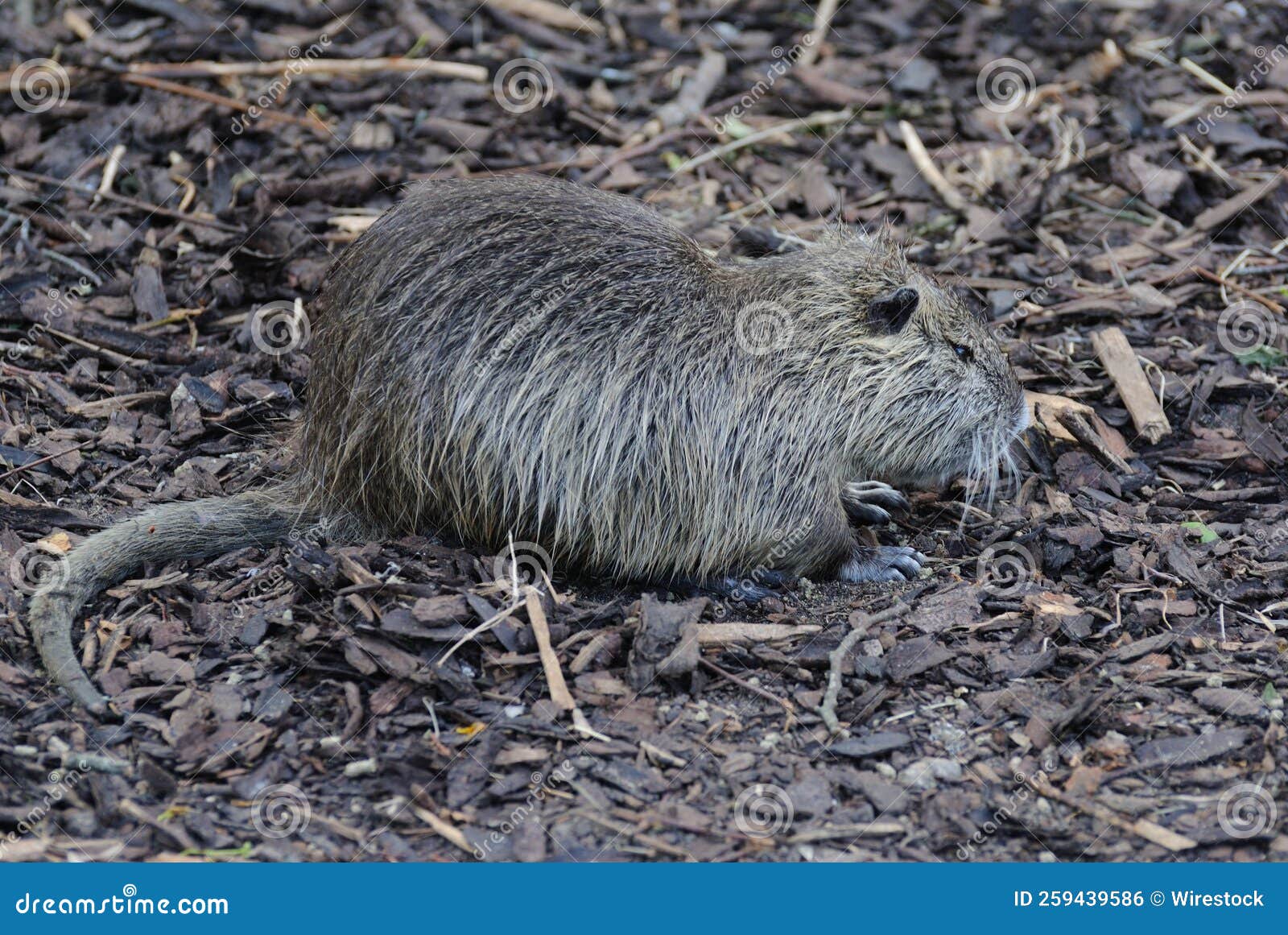 Dirty Capybara Laying in the Woods, Close-up Stock Photo - Image of ...