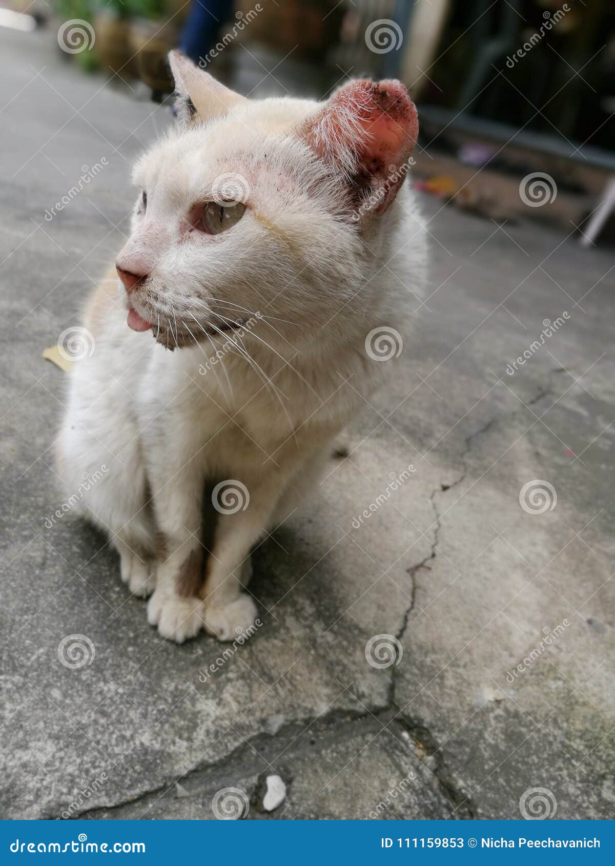 Dirty cat stock image. Image of mamals, cute, dirty - 111159853