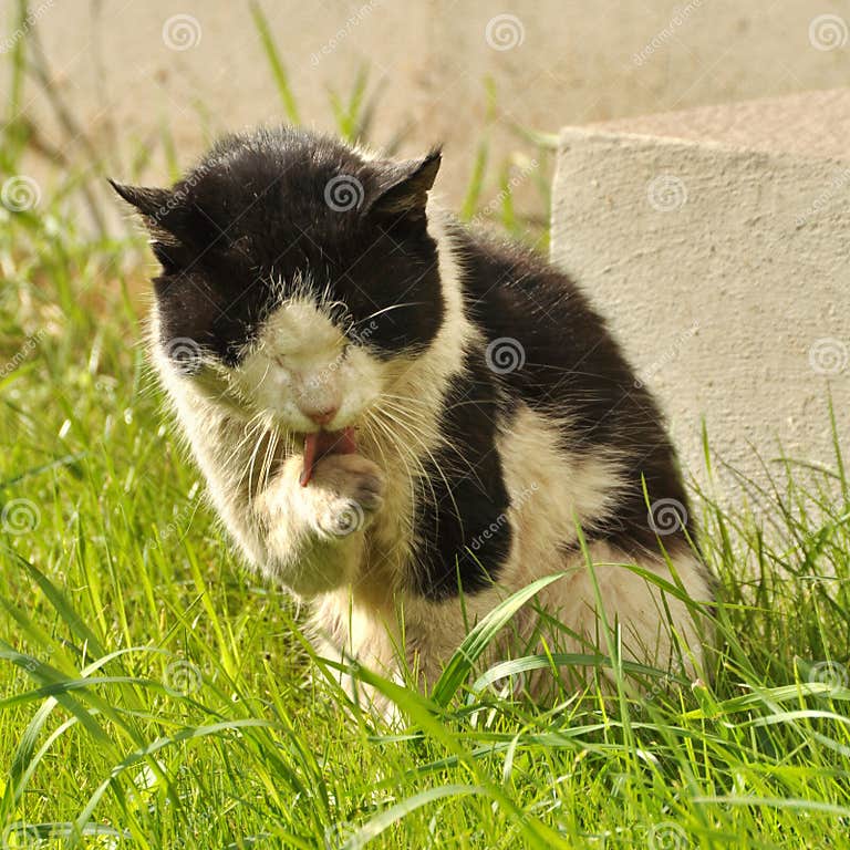 Dirty cat stock image. Image of grass, outdoor, pets - 16972569