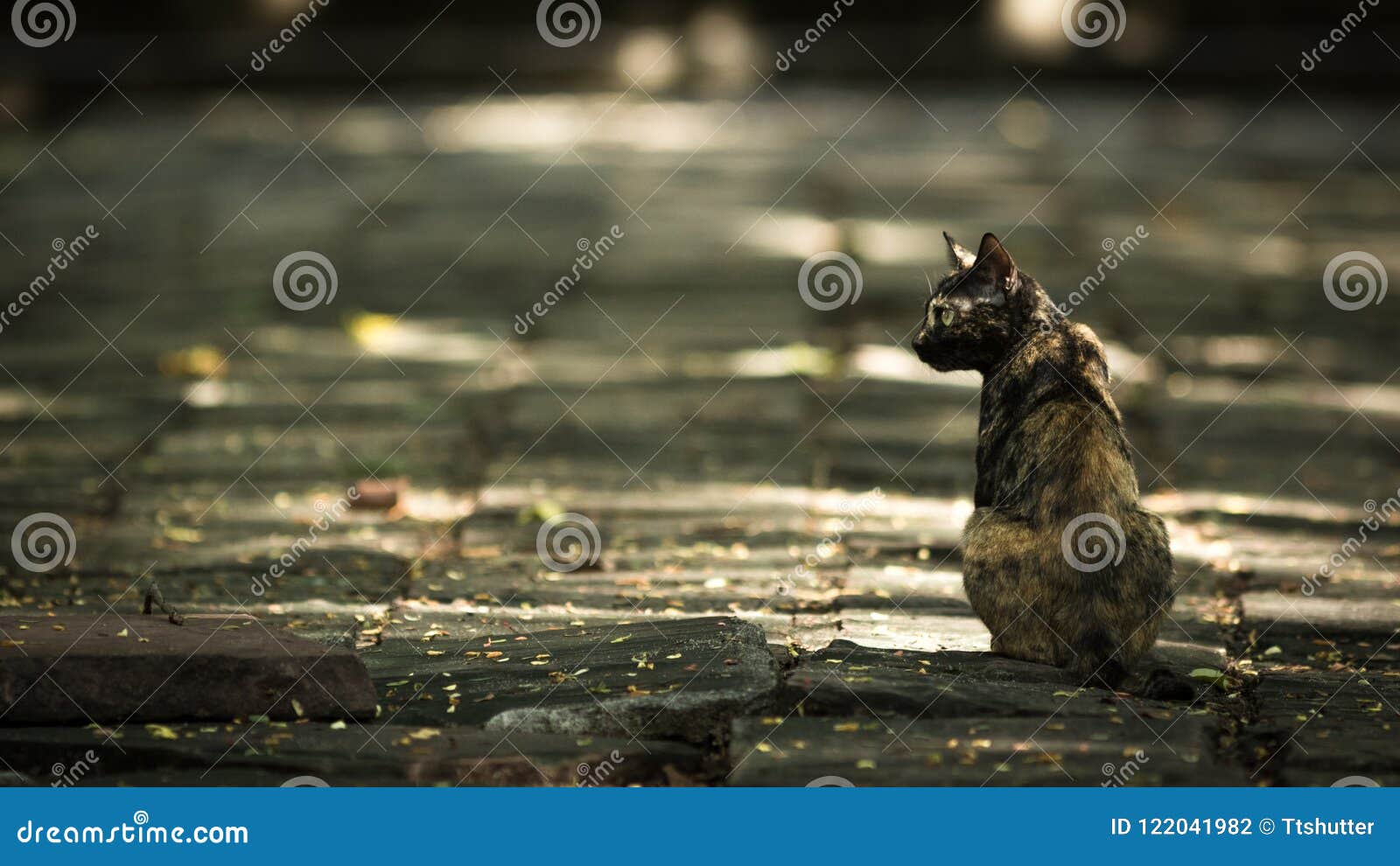 Dirty cat. stock photo. Image of little, nature, mottled - 122041982