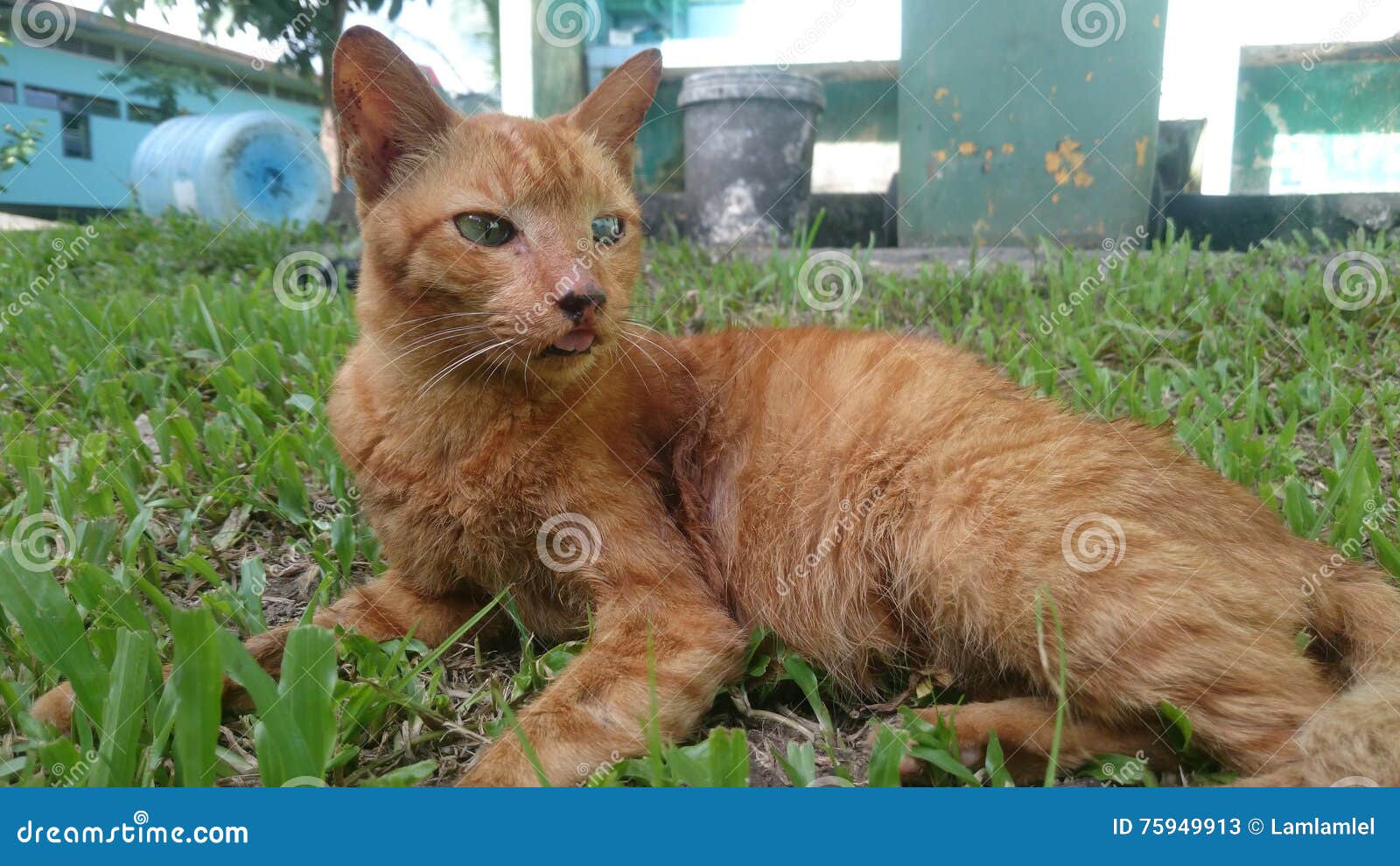 Dirty cat stock image. Image of eyes, sick, wild, dirty - 75949913