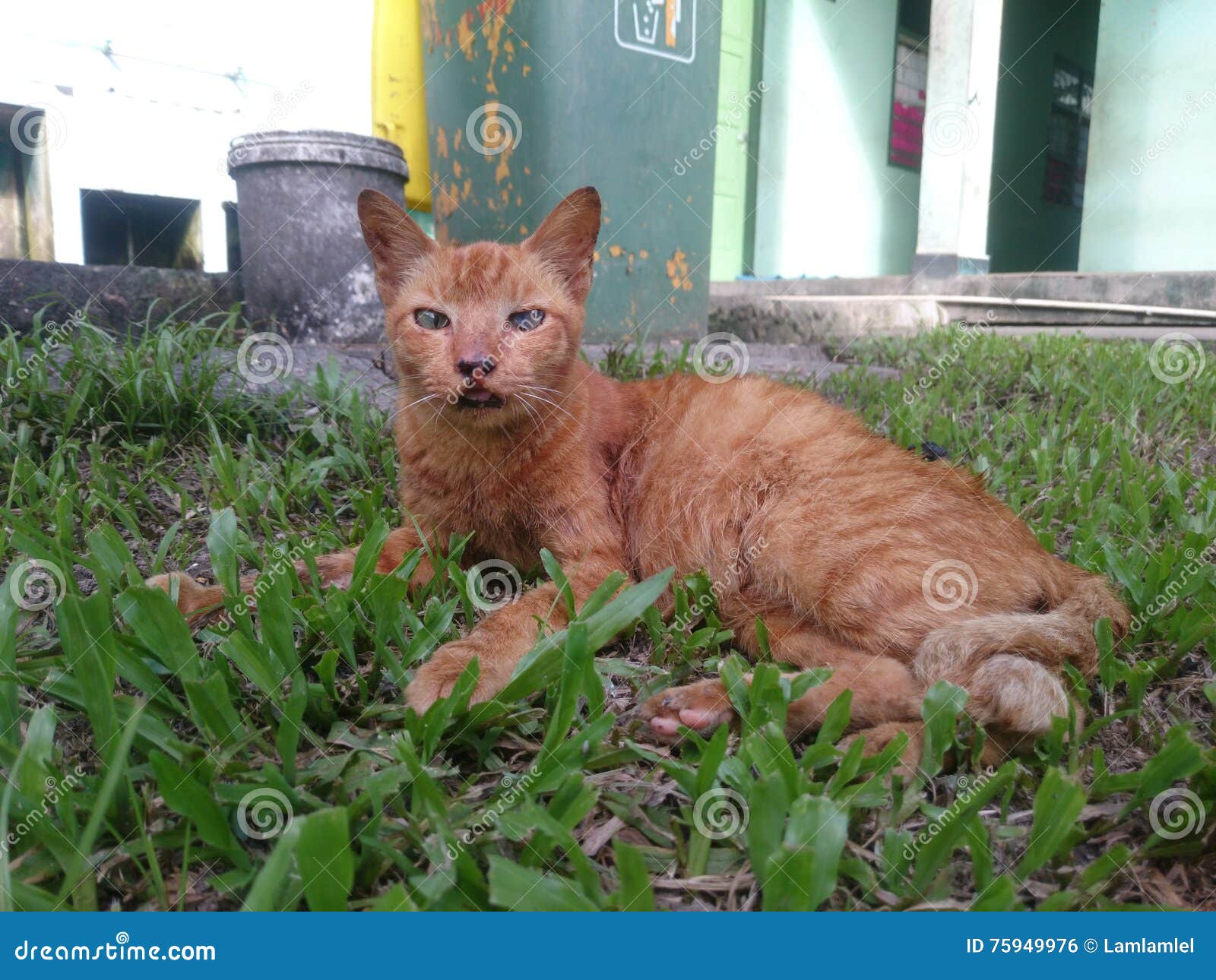 Dirty cat editorial photo. Image of sick, wild, fauna - 75949976