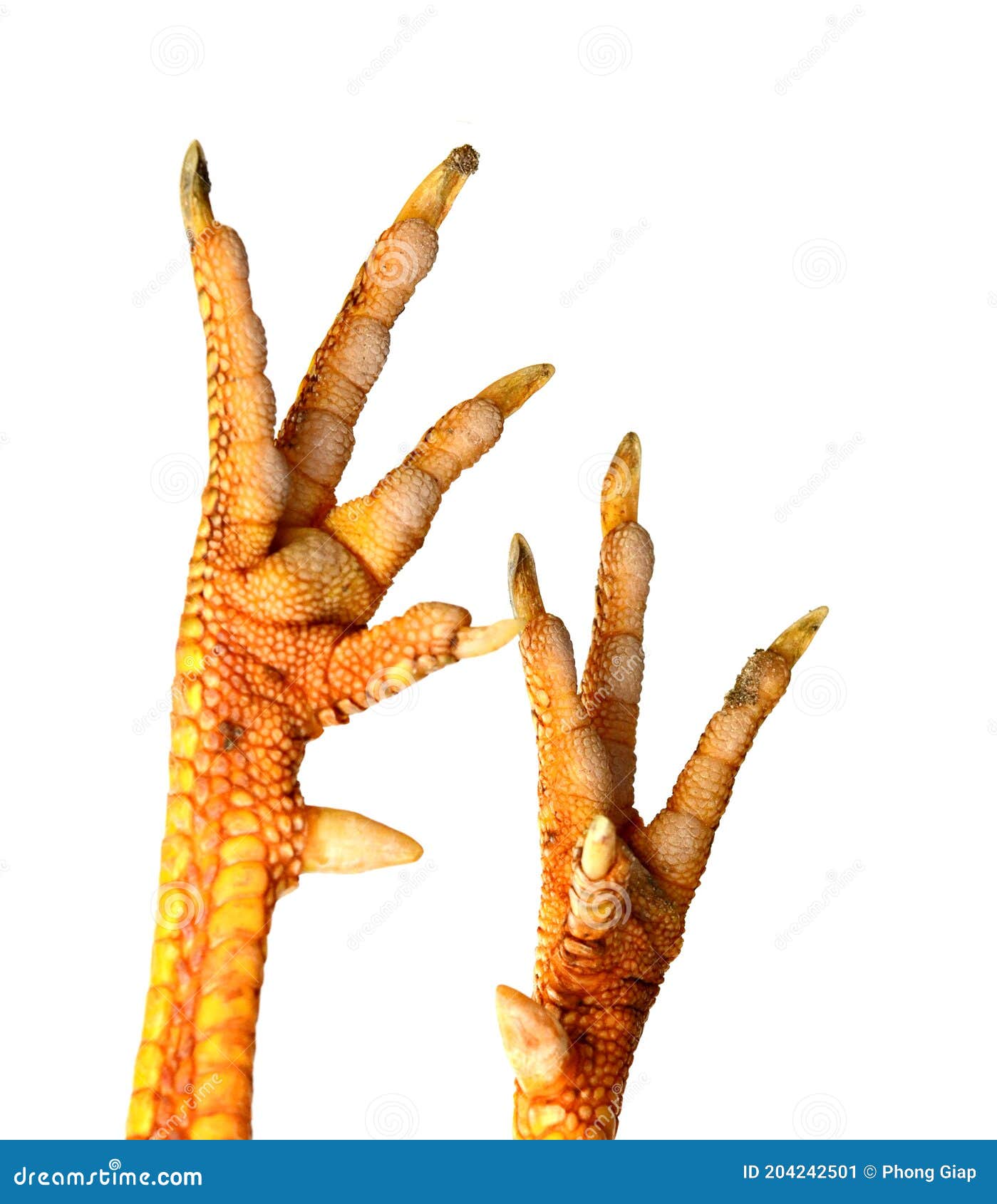 Dirty chicken foot. stock image. Image of close, nail - 204242501