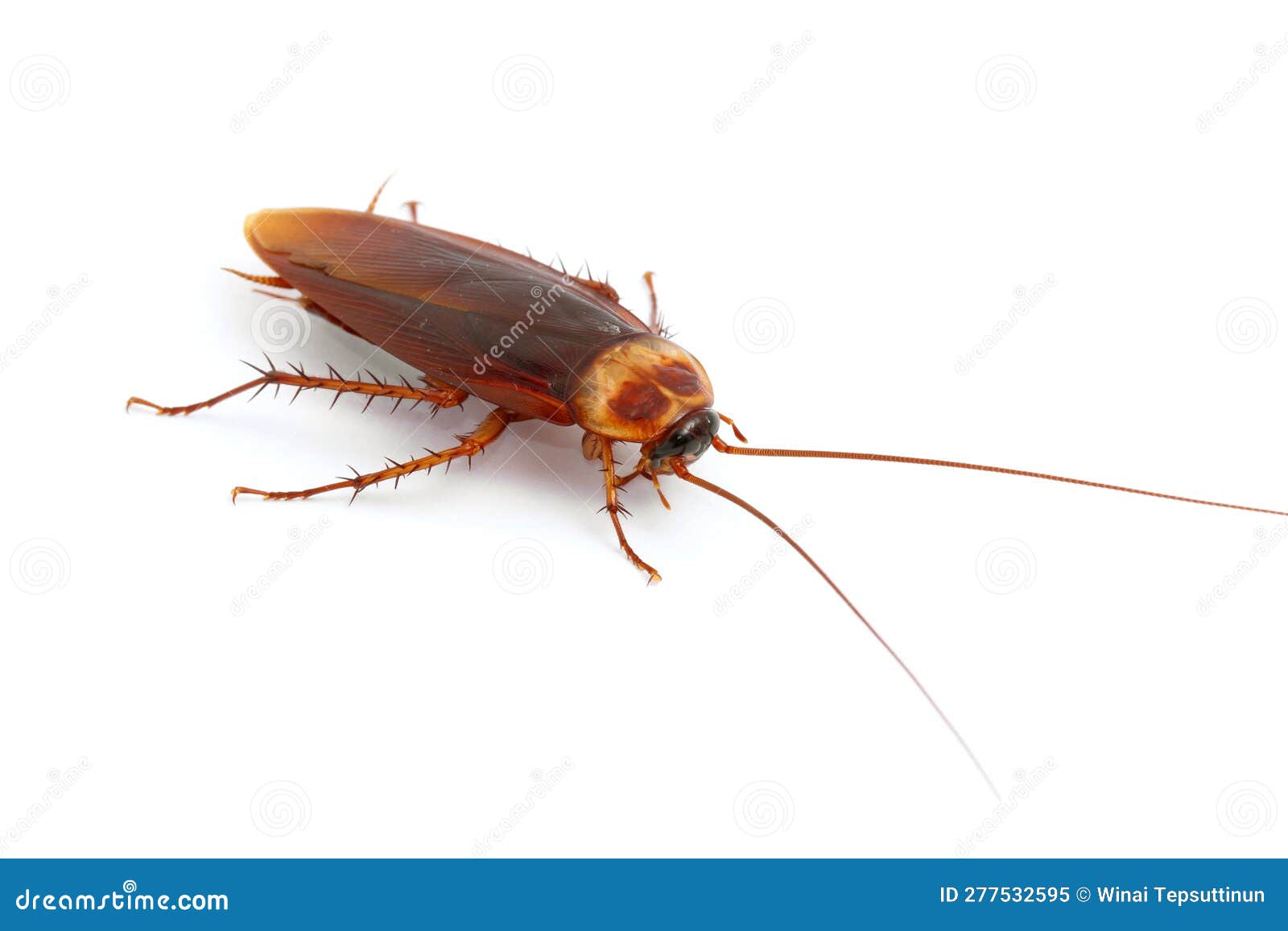 Dirty cockroach stock image. Image of dirty, macro, pest - 277532595