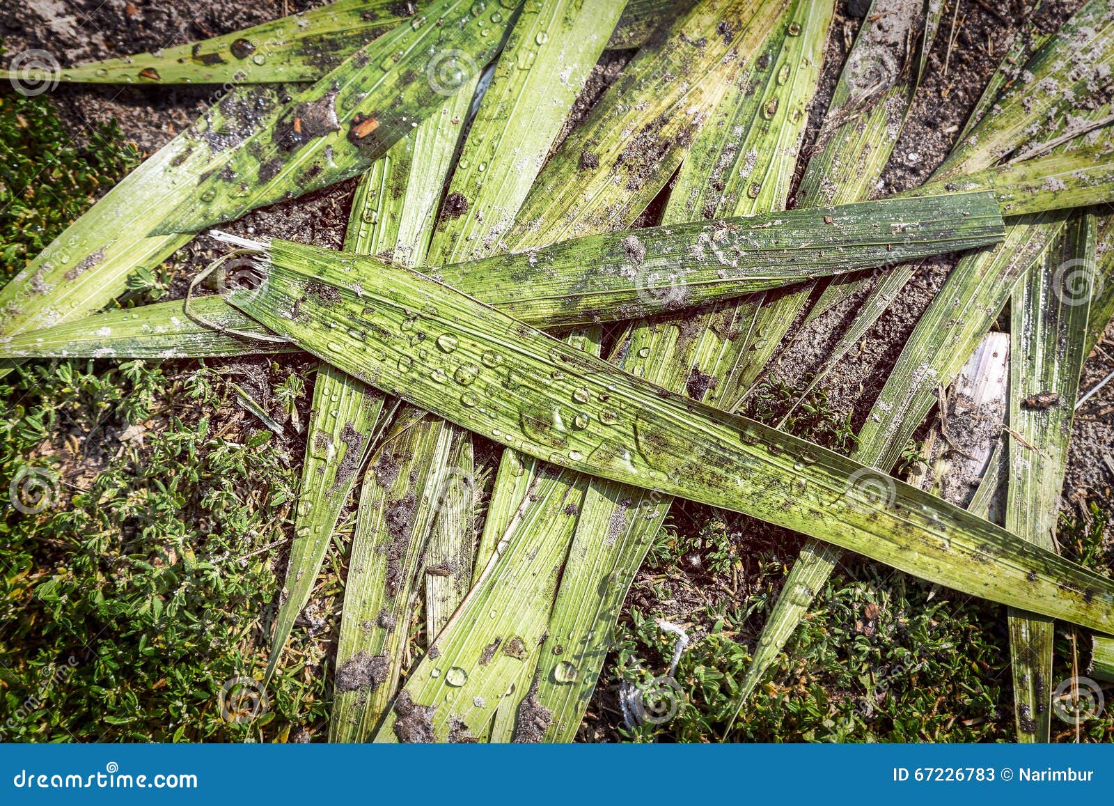 Dirty Corn Leaves at the Ground Stock Image - Image of fresh, morning ...