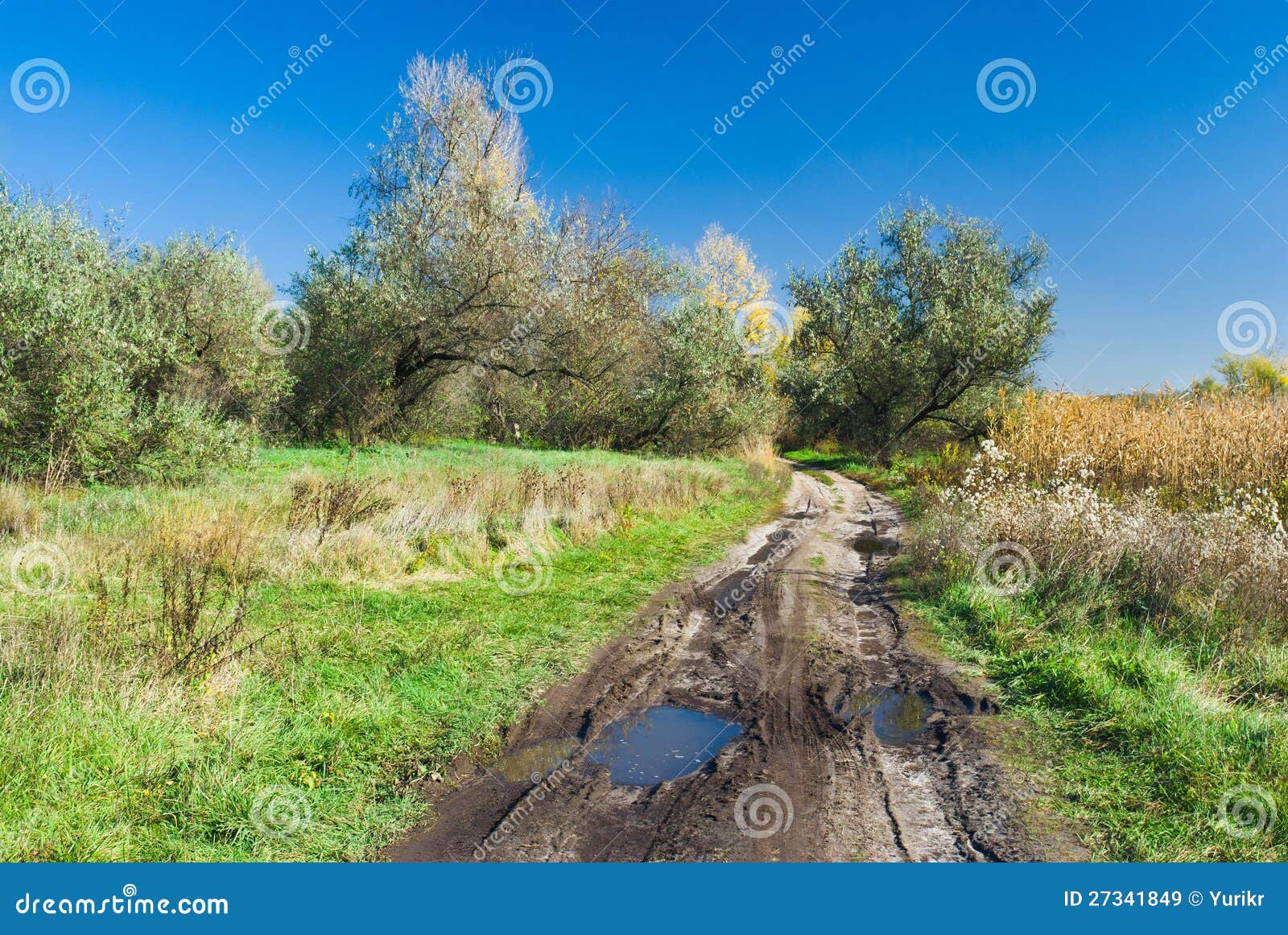 Dirty Country Road in Fall Season Stock Image - Image of green, nature ...